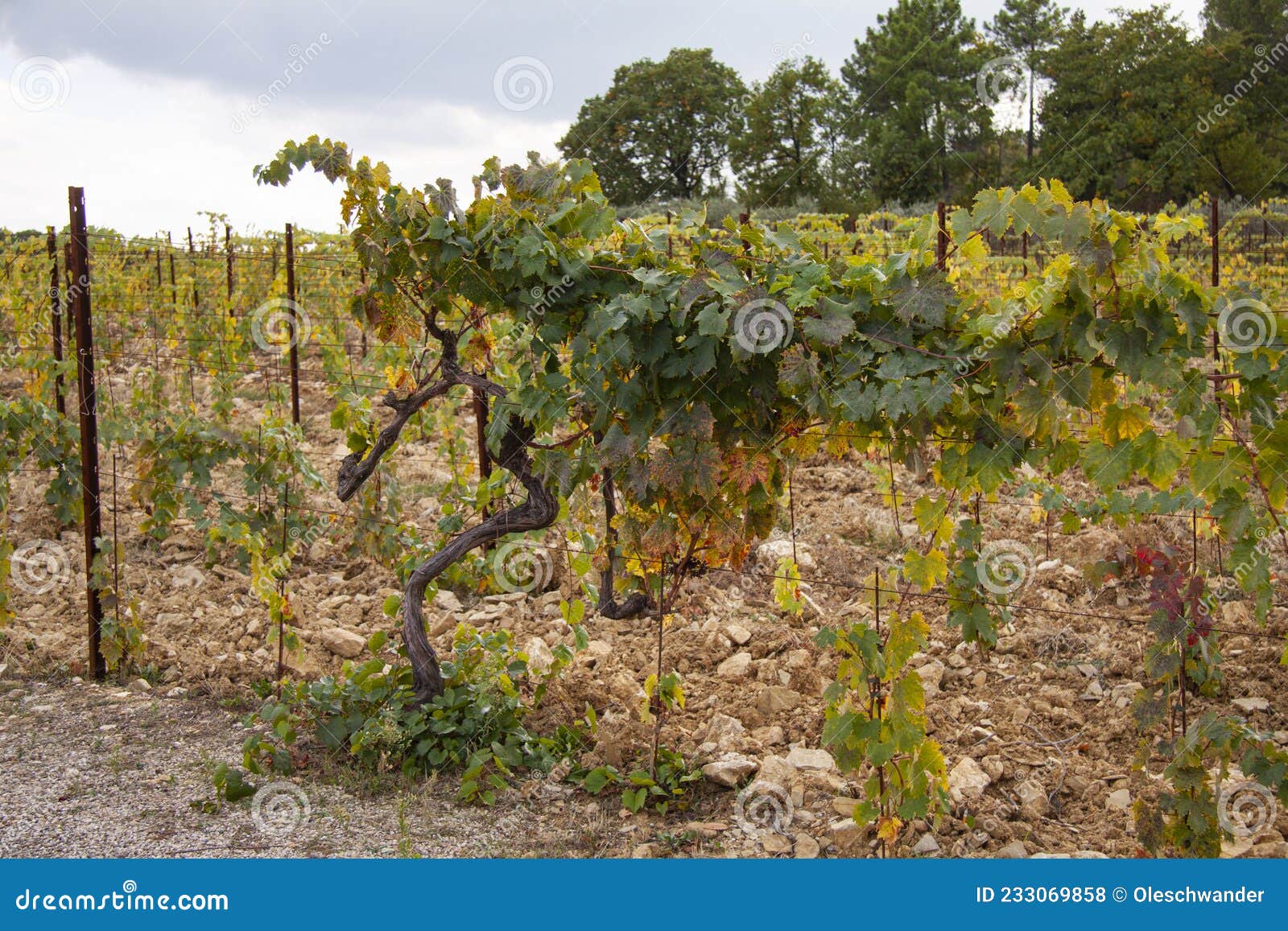 Old Grapevine by Espalier in Vineyard Stock Photo - Image of trellis ...