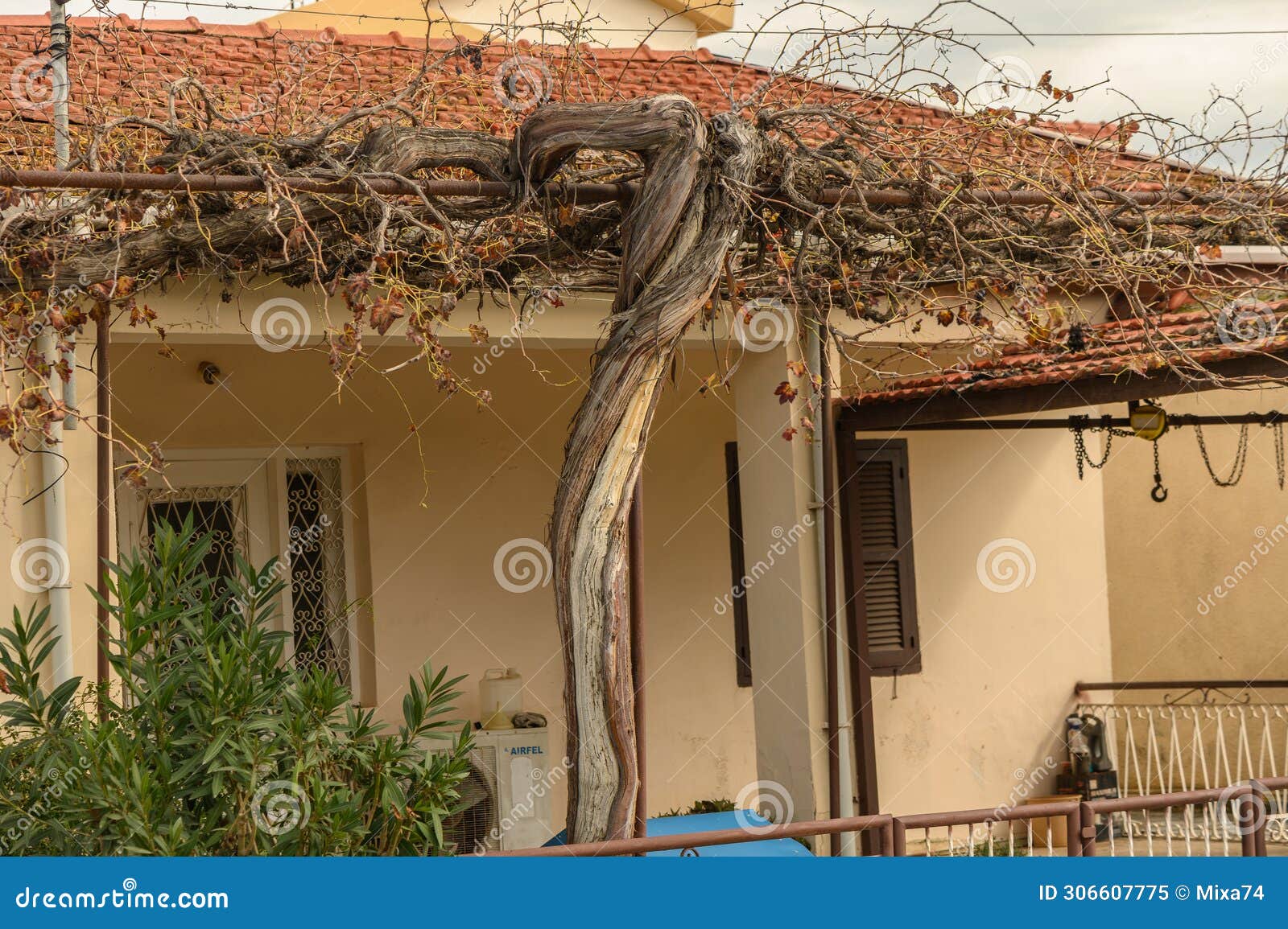 Old Grapevine Near a House in the Village 1 Stock Image - Image of ...