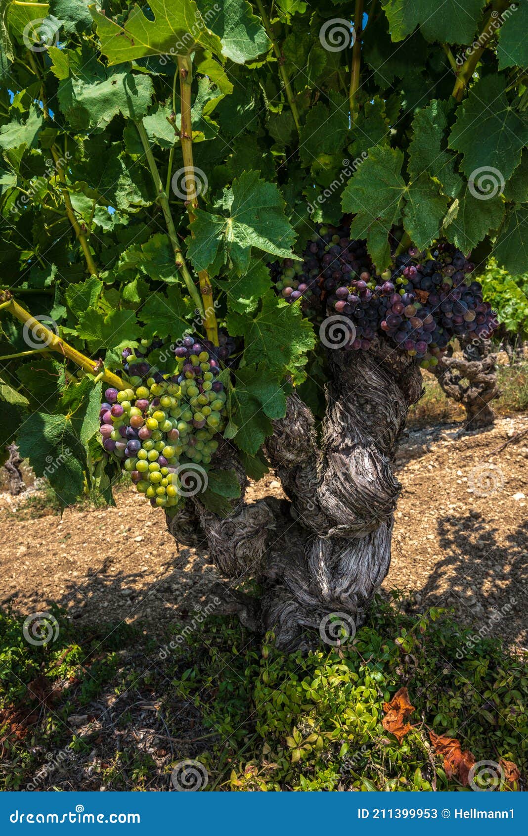 Old Grapevine stock image. Image of fruit, sunrise, scenic - 211399953