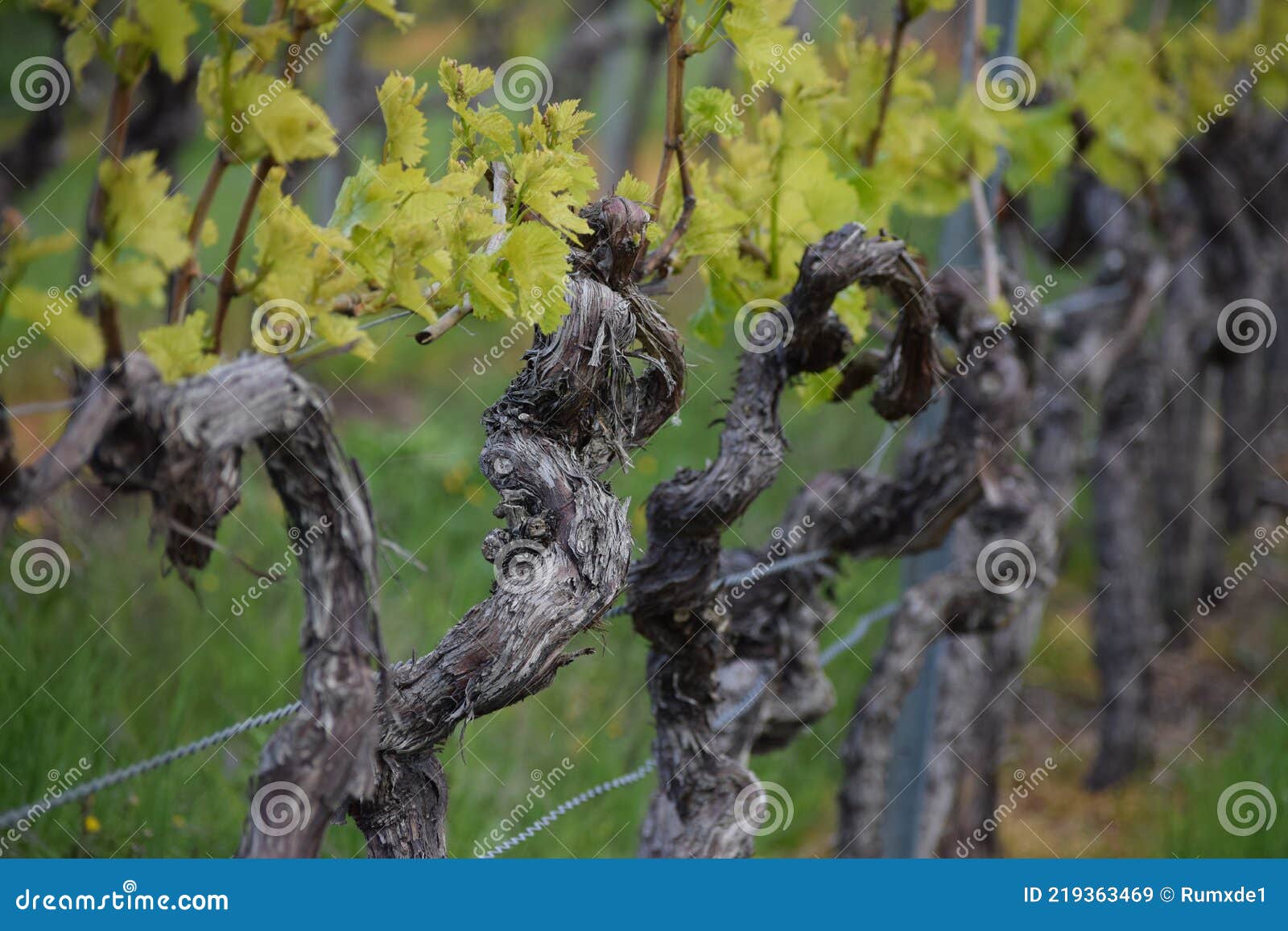 Old Grapevines stock image. Image of grapevines, romantic - 219363469