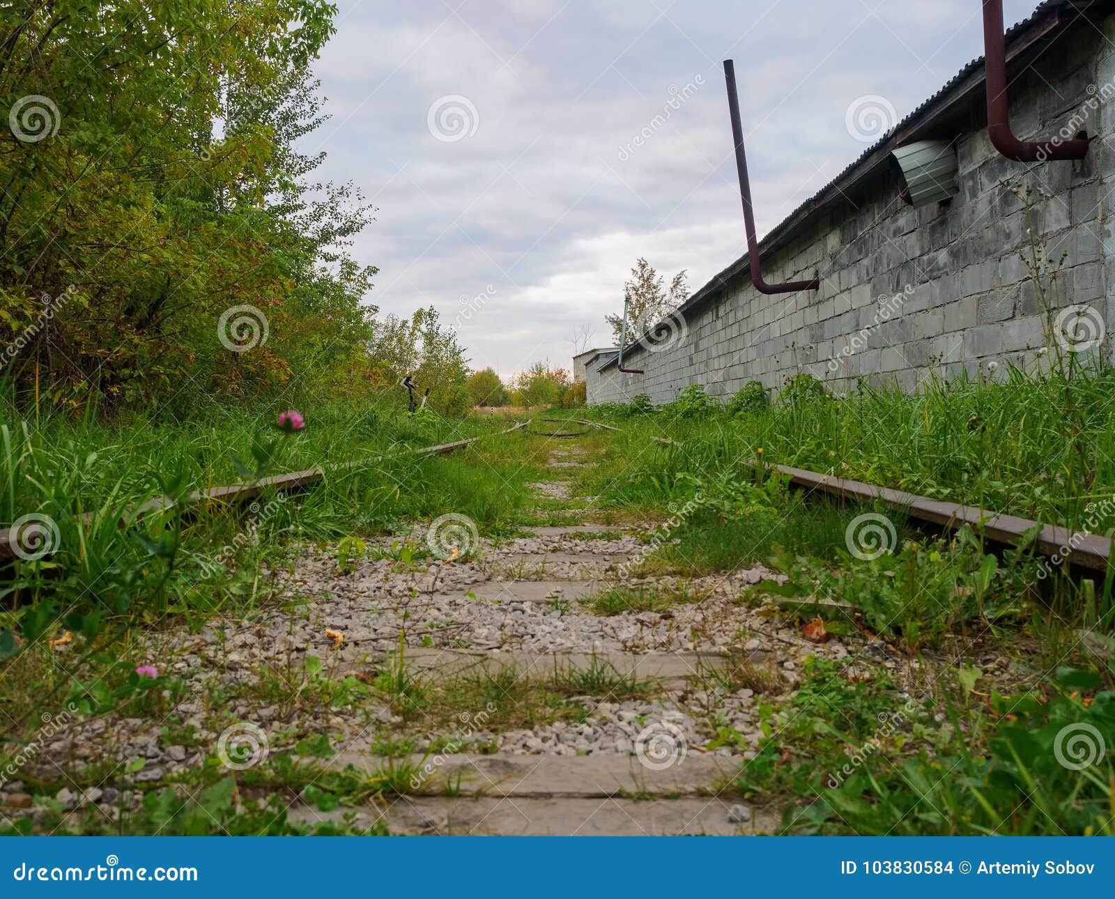 Old Grass-covered and Bushes Railway Tracks in the Summer Stock Photo ...