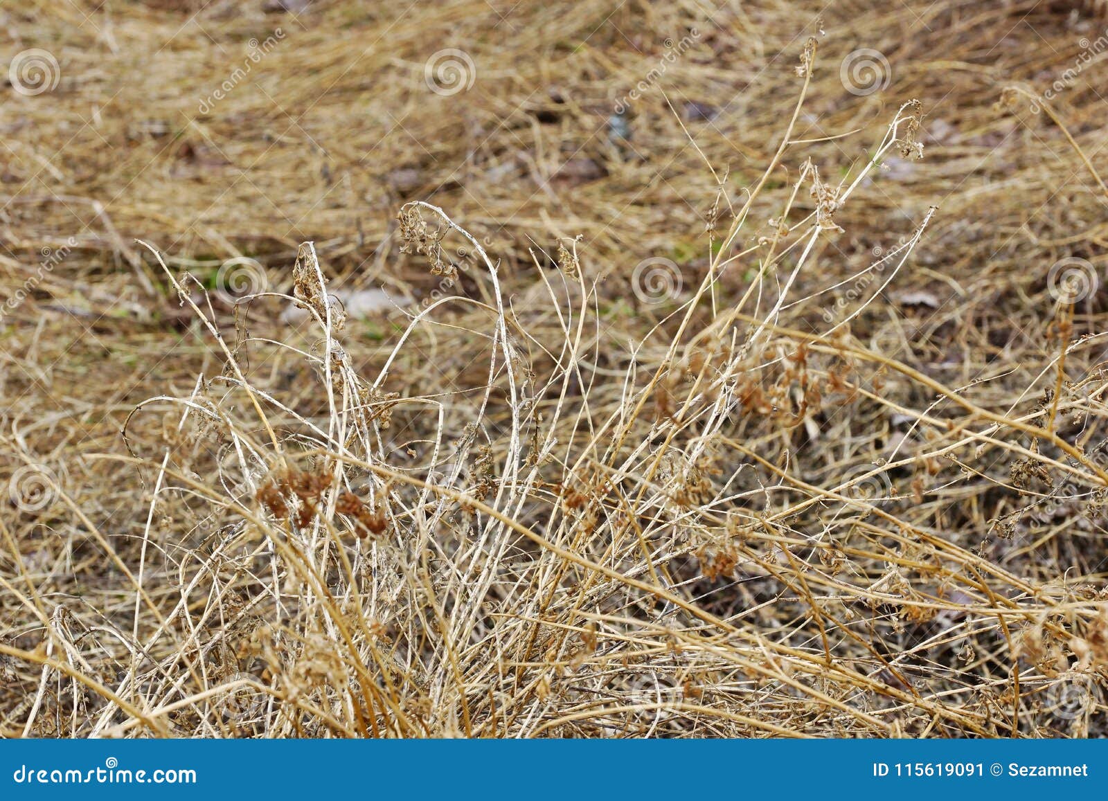 Old Grass. Dry Grass Cover Background Texture Stock Image - Image of ...
