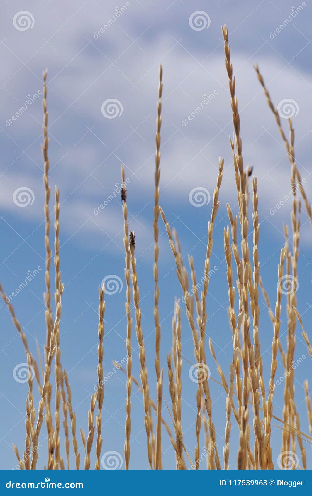 Old grass texture stock image. Image of grass, blue - 117539963