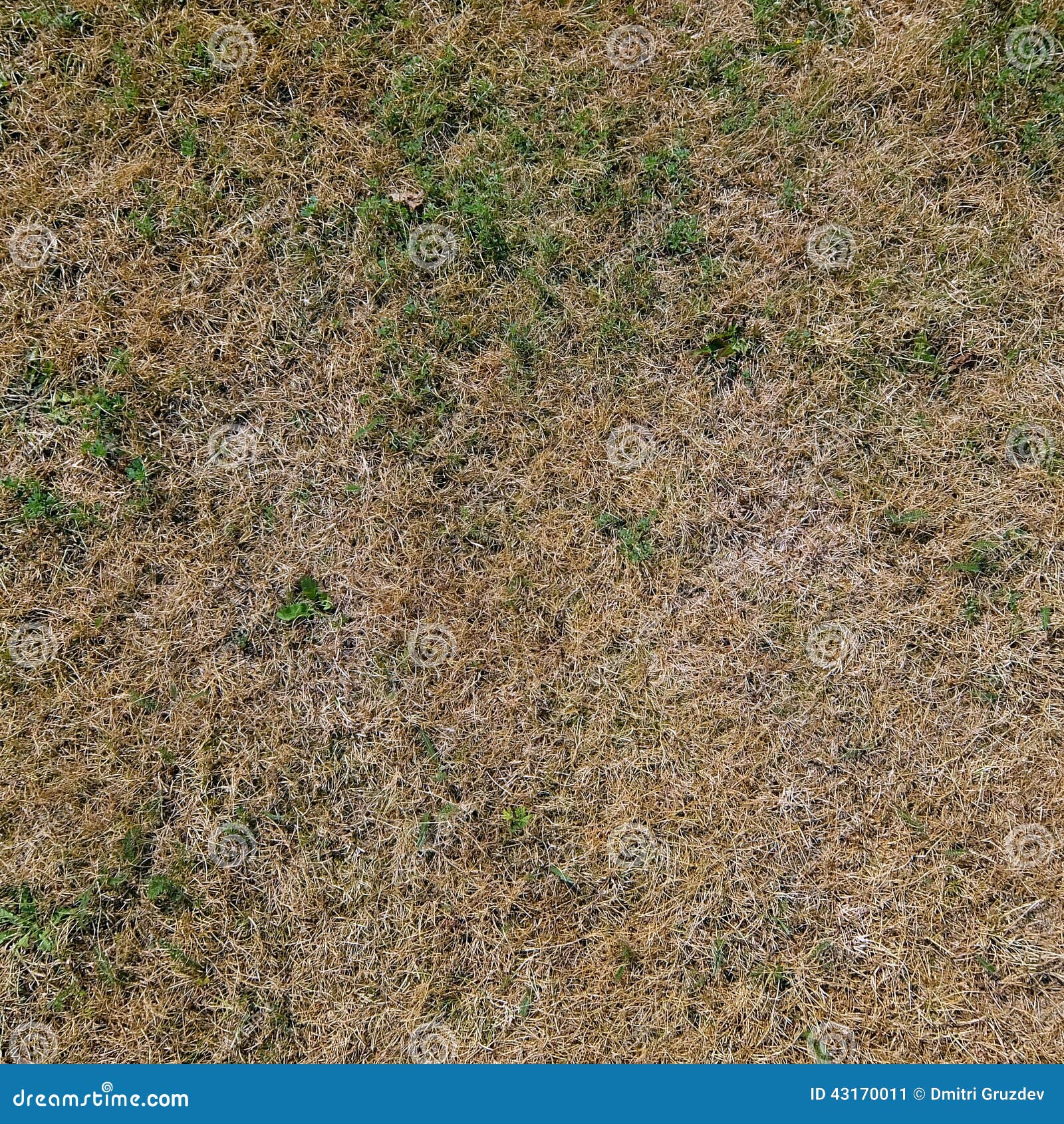Old Grass texture stock image. Image of meadow, pattern - 43170011