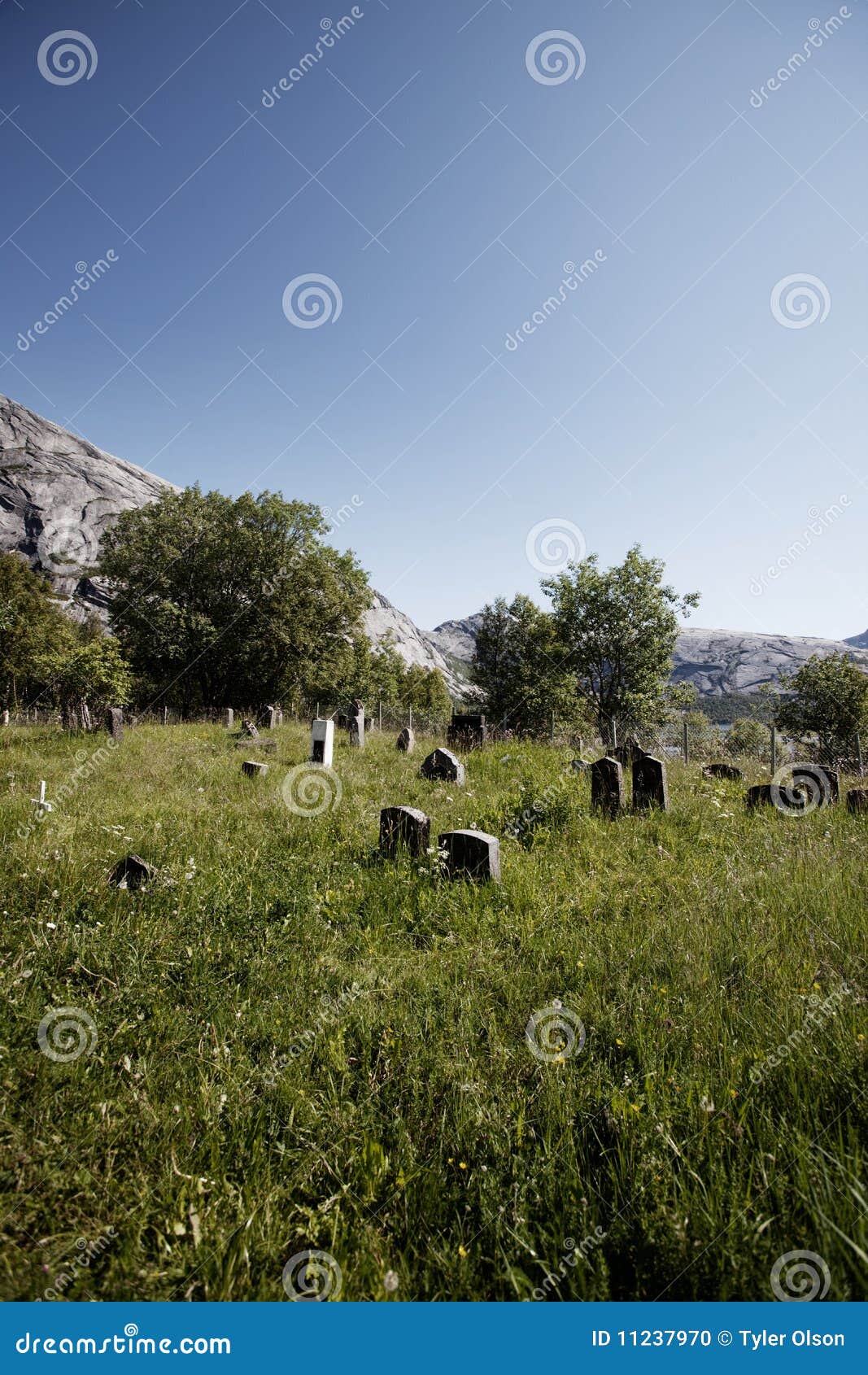 Old Graveyard stock photo. Image of dead, abandoned, trees - 11237970