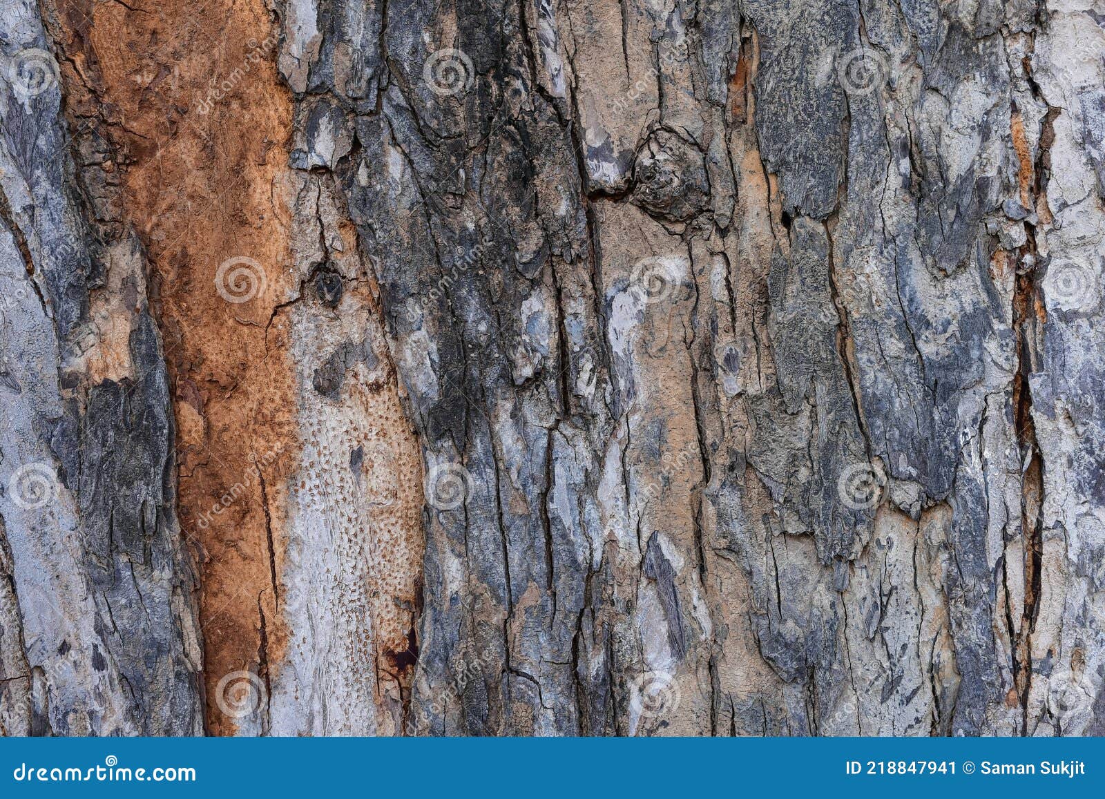 Old Gray Bark Texture, Close Up with Vintage Rough Pattern and ...