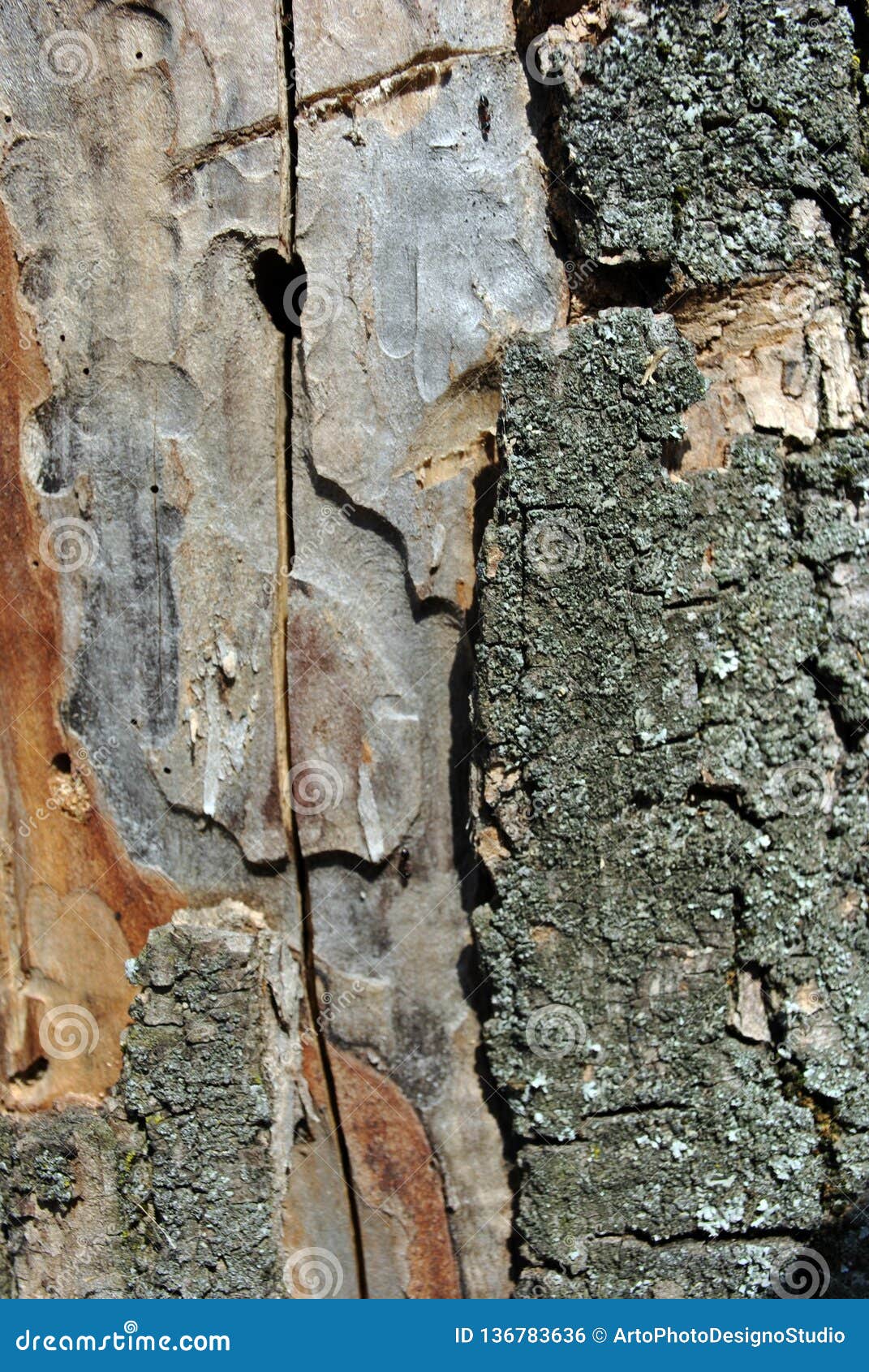 Old Gray Cracked Tree Trunk with Bark Background Texture, Close Up ...