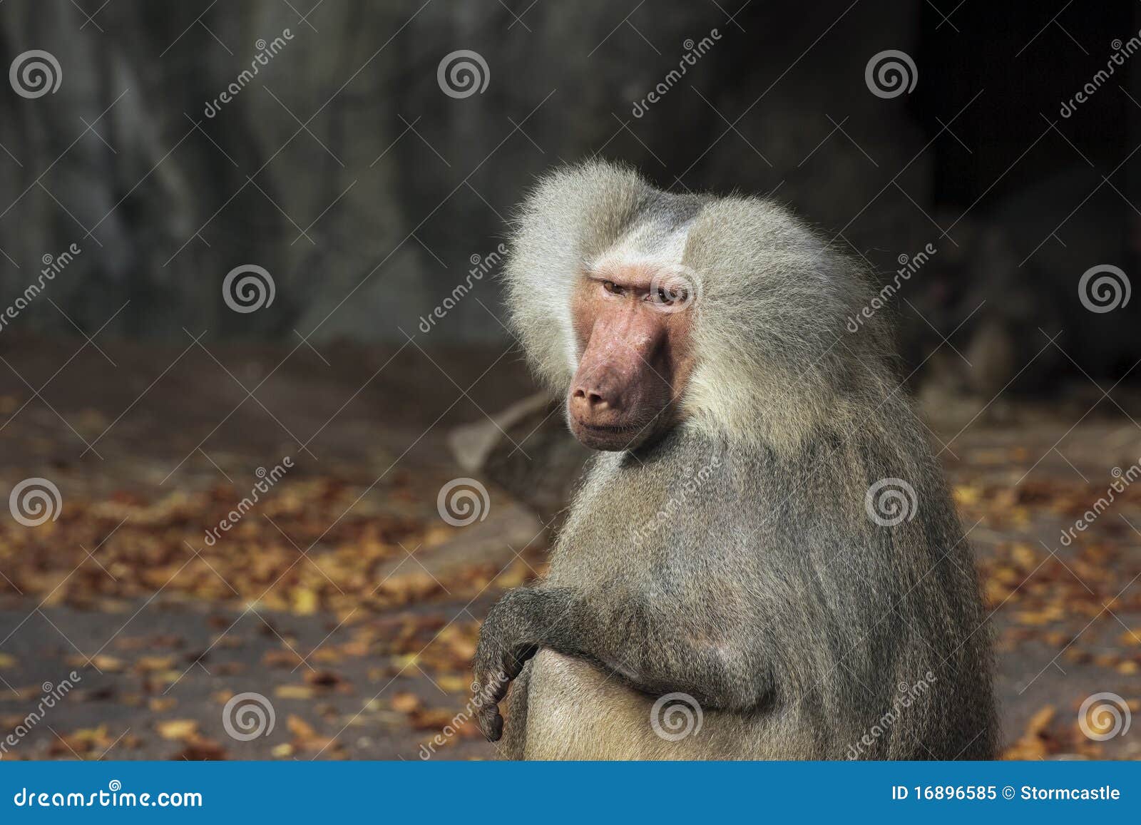 Old gray haired Monkey stock image. Image of baby, haired - 16896585