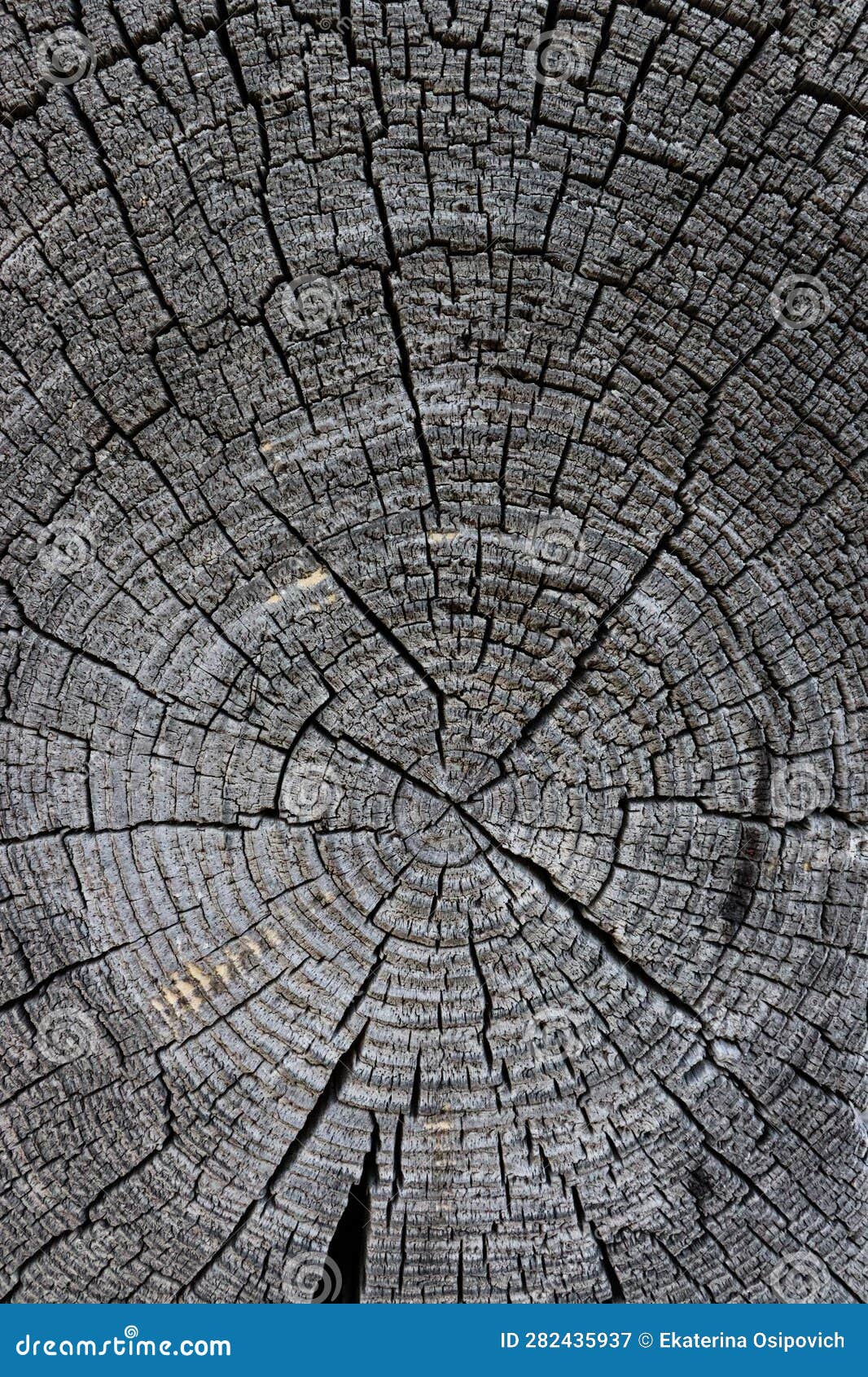 Old gray log. stock image. Image of line, natural, symmetry - 282435937