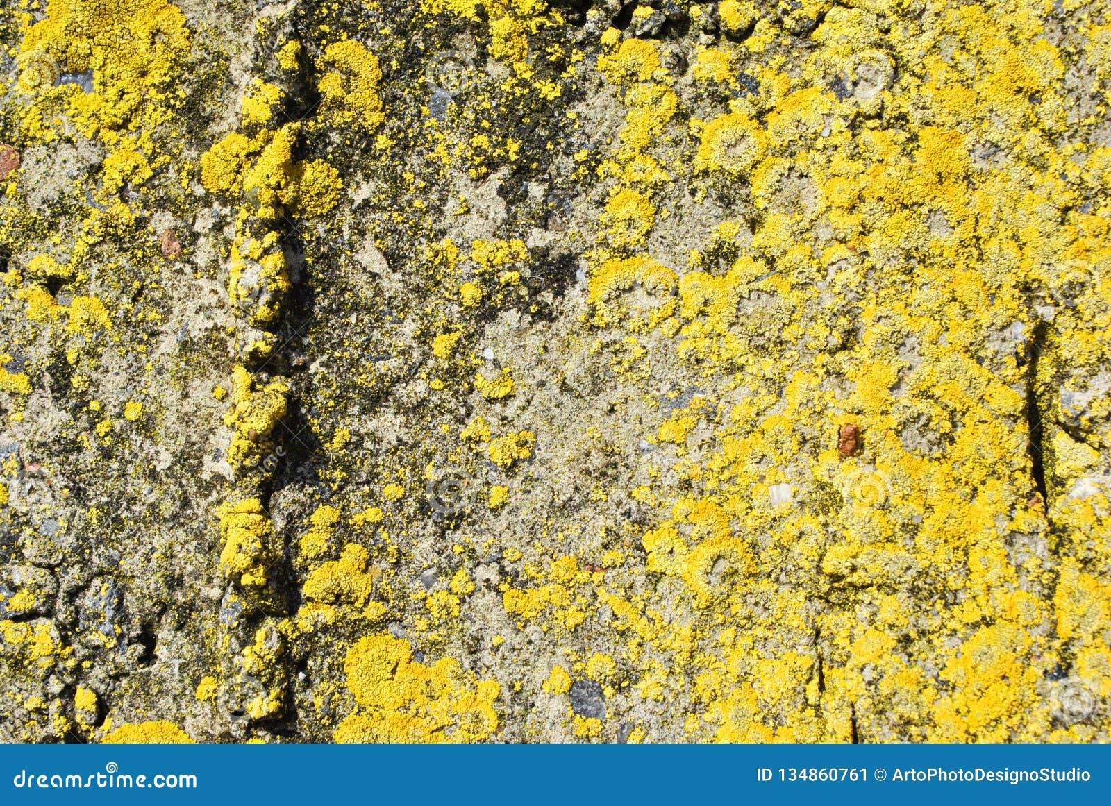 Old Gray Rough Texture Concrete Wall with Yellow Moss, Grunge ...