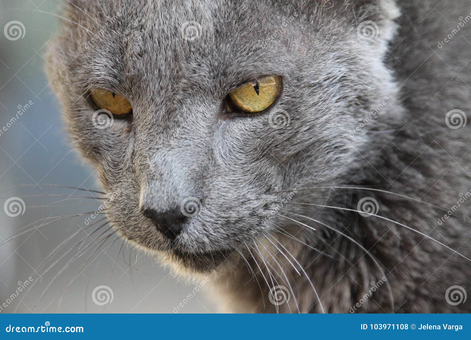 Elderly Cat Portrait stock photo. Image of portrait - 103971108