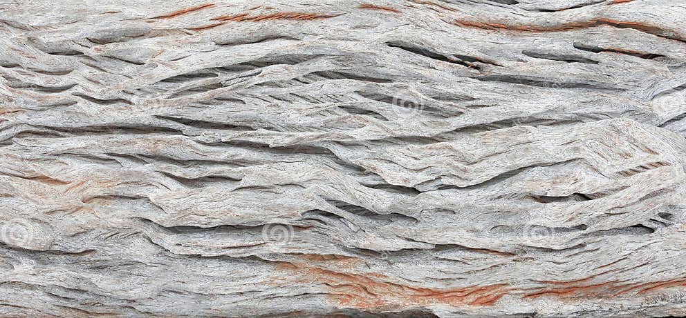Old Gray Swirly Bark Background Stock Image - Image of bark, details ...