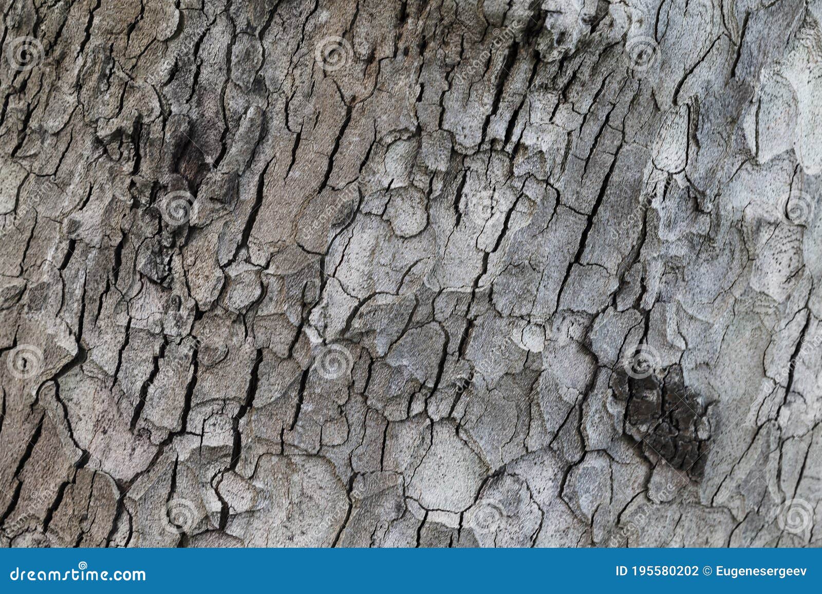 Old Gray Tree Bark, Natural Background Texture Stock Photo - Image of ...