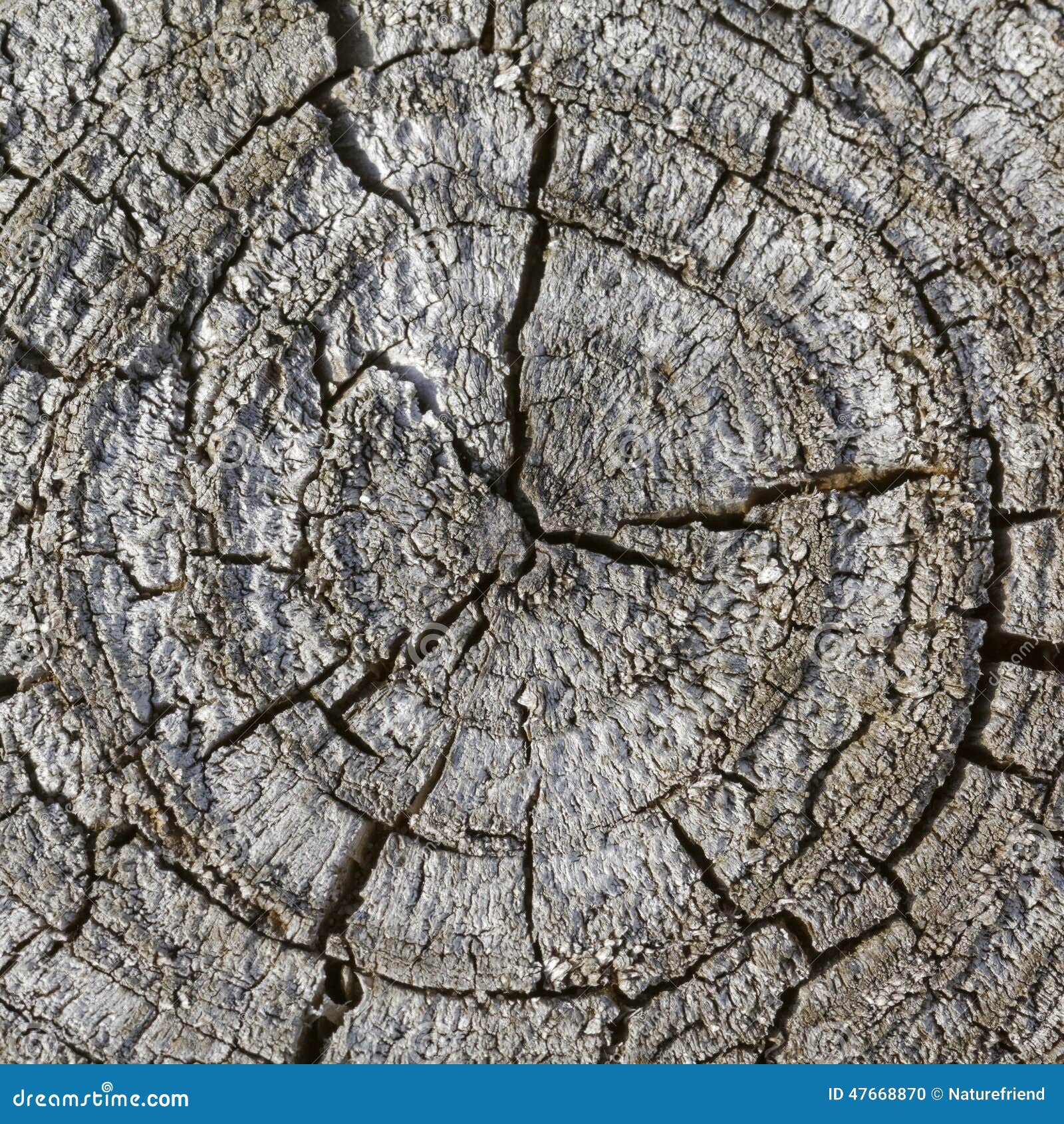 Old Gray Tree Stump in Germany Stock Photo - Image of structure, trees ...