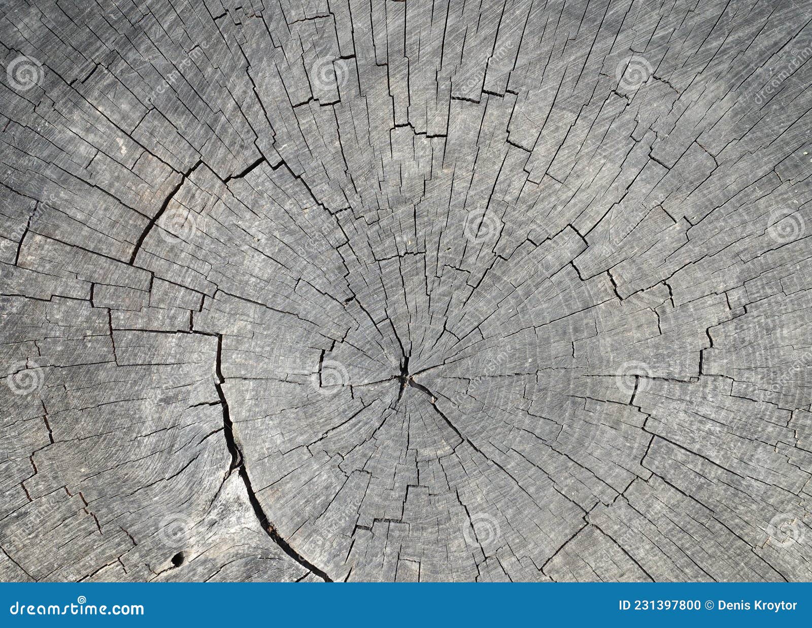 Old Gray Tree Trunk Cut Texture Stock Photo - Image of elements, brown ...