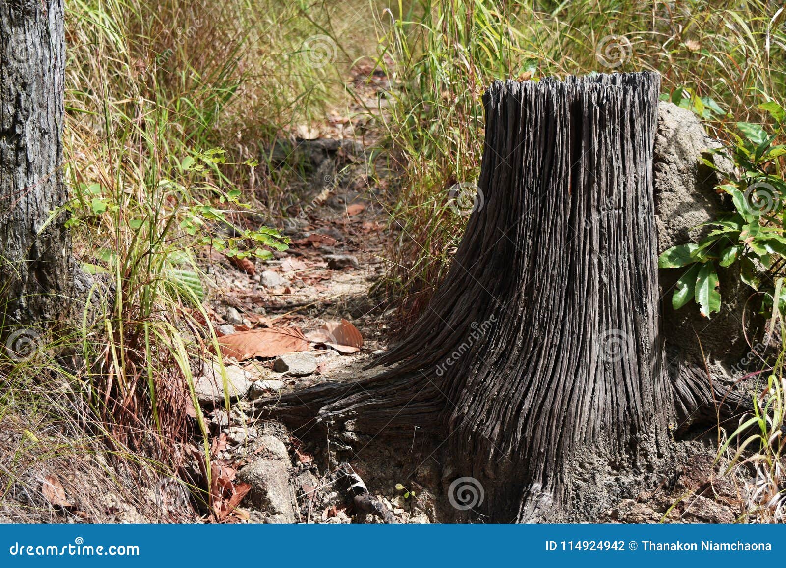 Old Gray Trunk beside Way in Forest Stock Photo - Image of brown ...