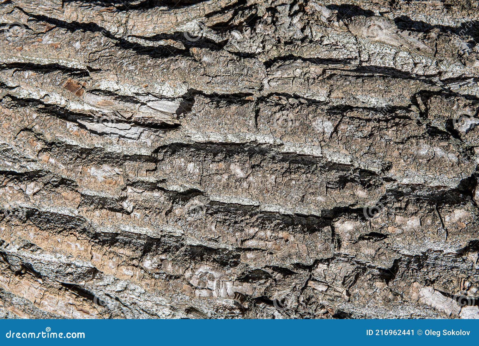 Old Gray Wood Tree Texture Background Pattern Stock Image - Image of ...