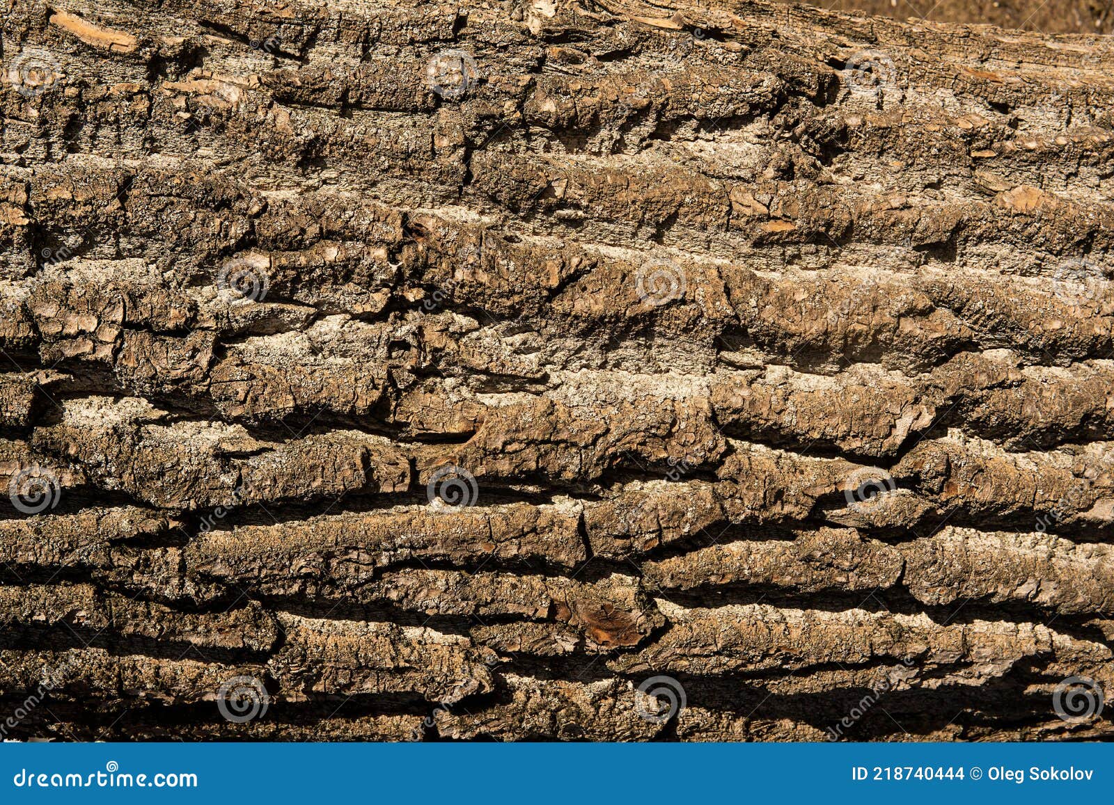 Old Gray Wood Tree Texture Background Pattern Stock Photo - Image of ...