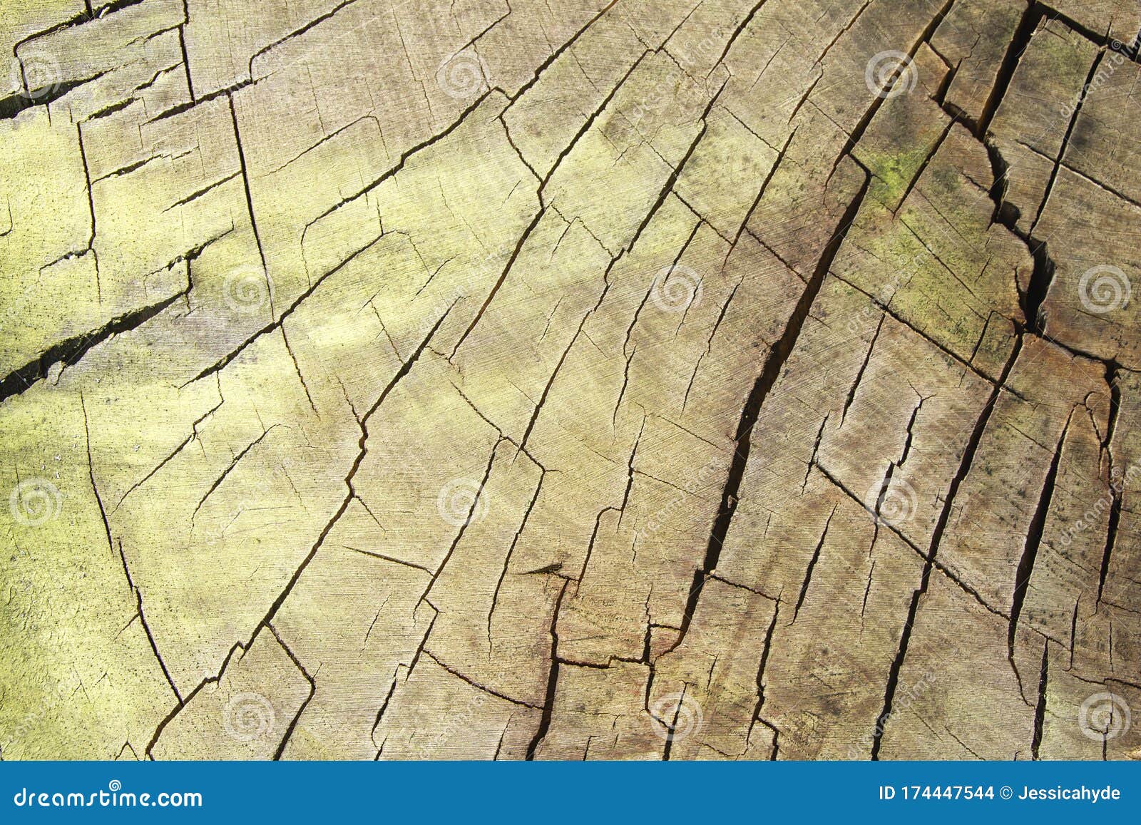 Old Green and Cracked Tree Rings Close Up Stock Photo - Image of ...
