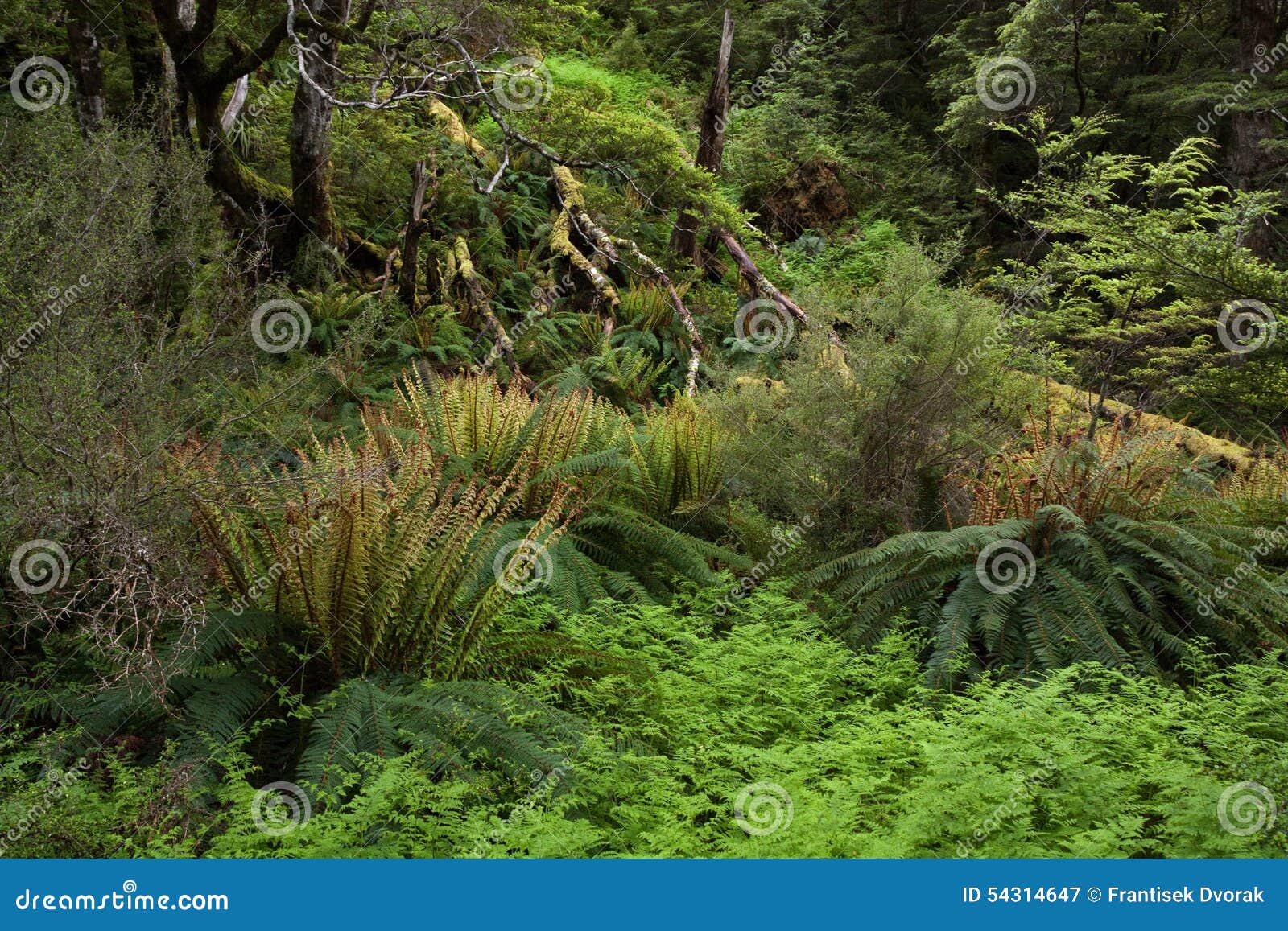 Forest with Ferns and Lichens Stock Image - Image of daylight, rural ...