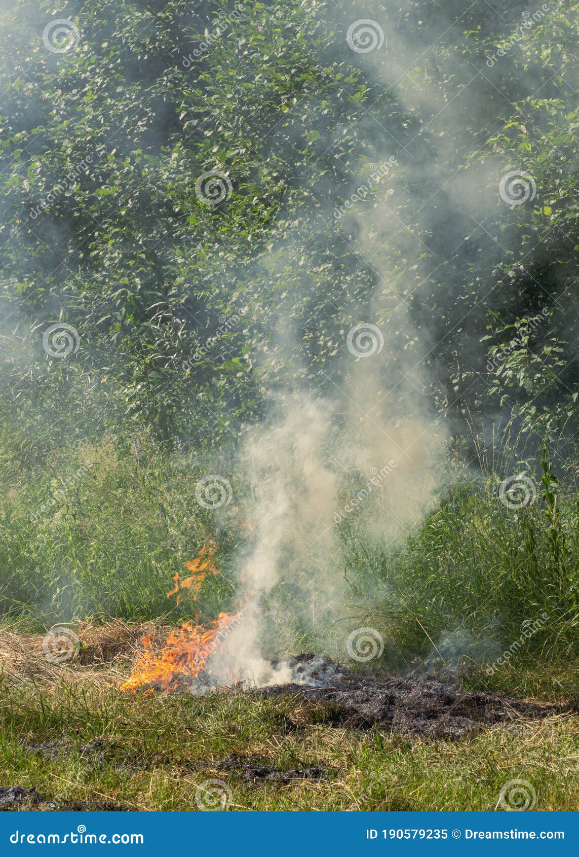Old Green Grass on Fire, Burning Nature Stock Image - Image of nature ...