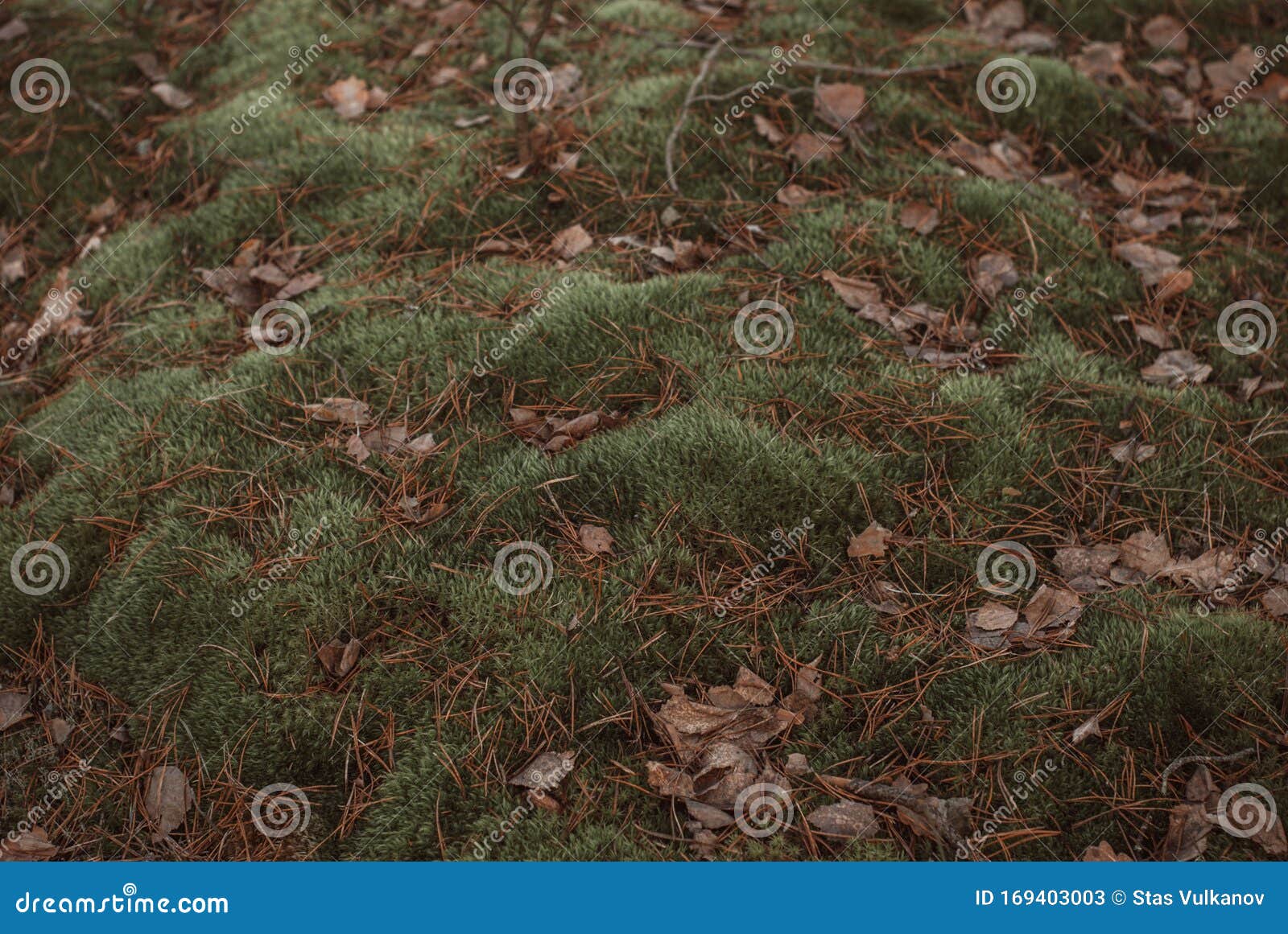 Old green moss, top view, stock image. Image of rural - 169403003