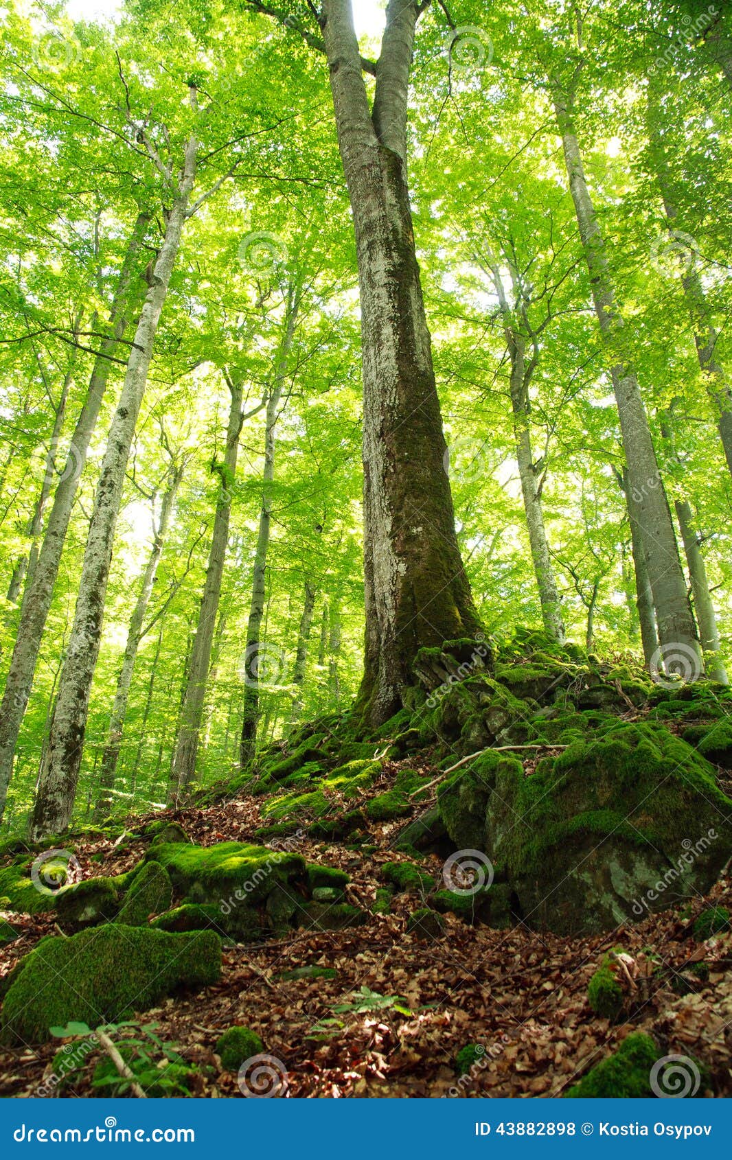 Old Green Mossy Forest and Tall Trees Stock Photo - Image of fresh ...