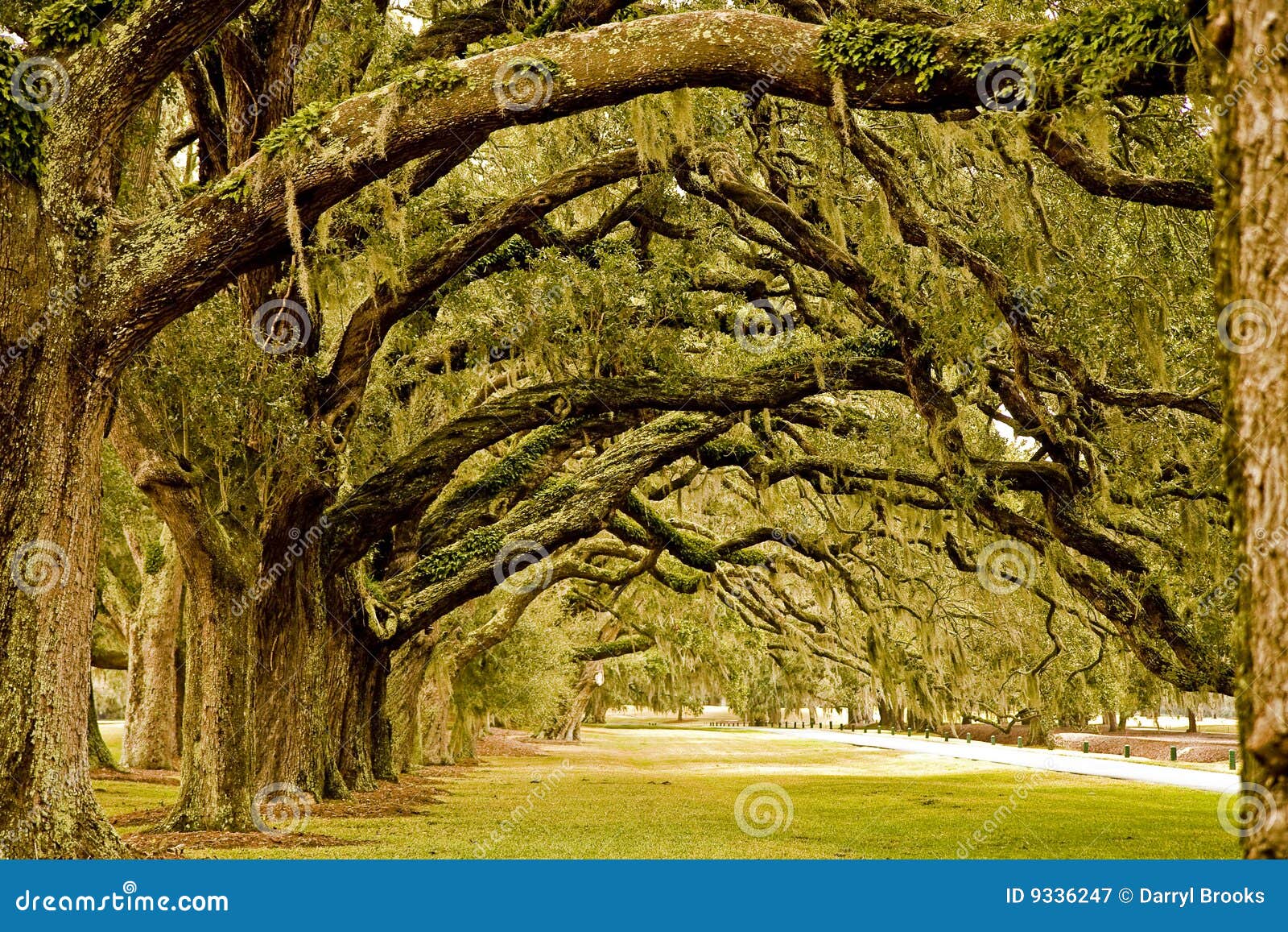 Old Green Oak Limbs stock image. Image of greenery, lane - 9336247