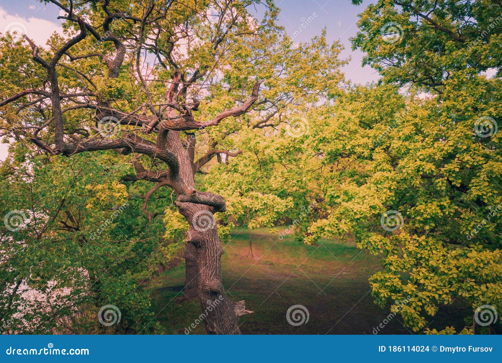 Old Green Oak. Spring Day in the Oak Fores Stock Photo - Image of ...