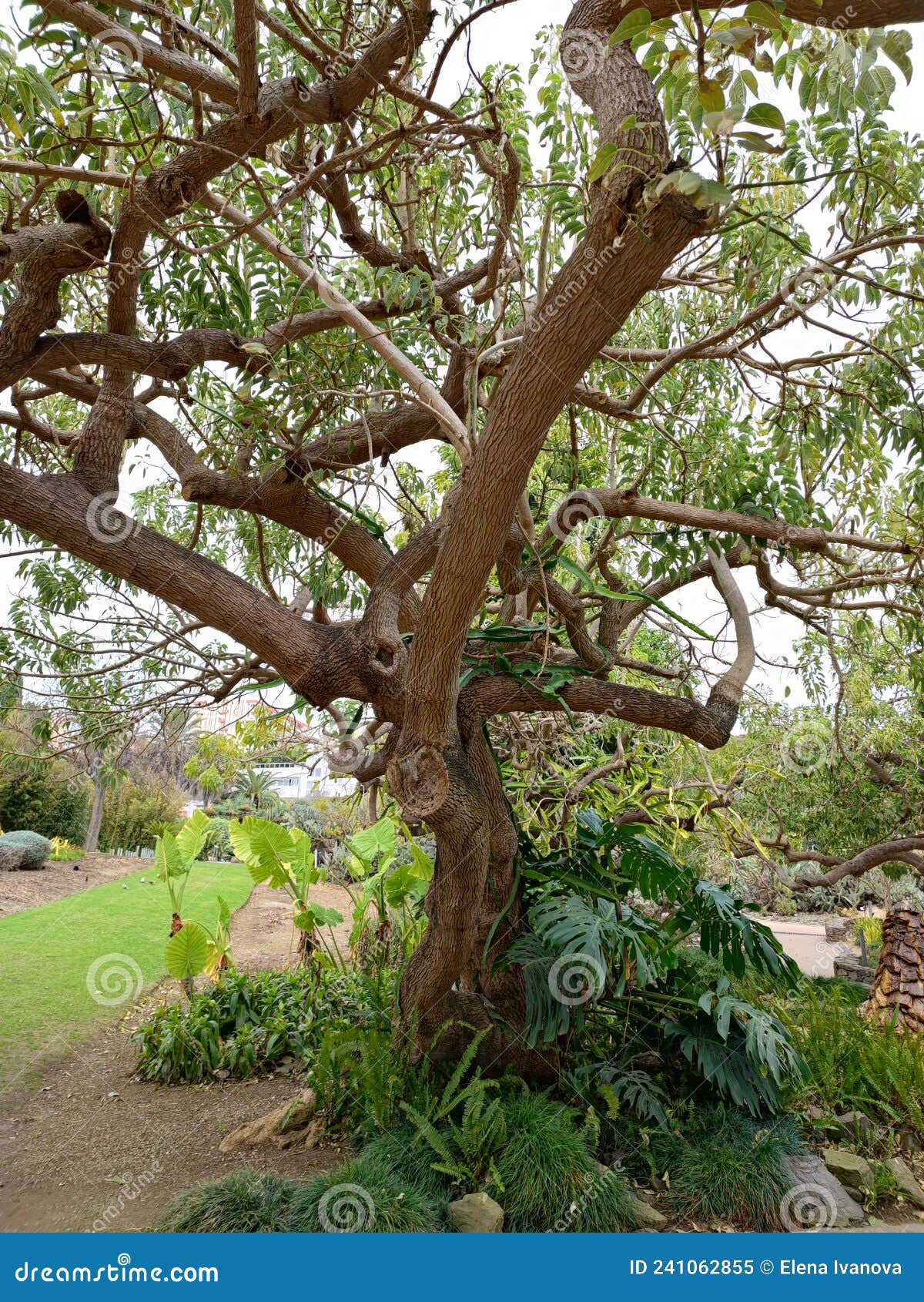 Old Green Oak Tree in a Beautiful Park Stock Image - Image of garden ...