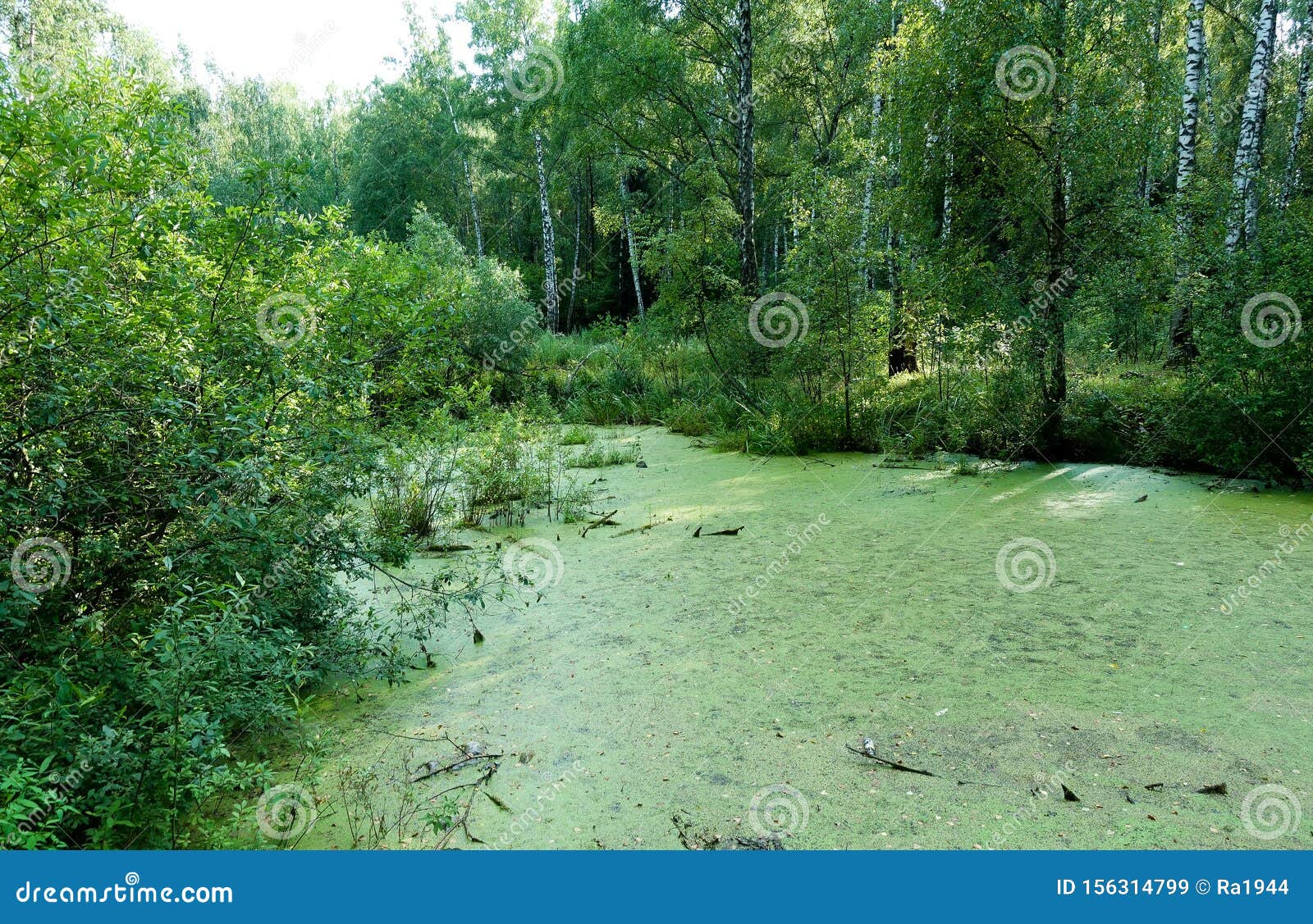 Old Green Pond with Algae and Duckweed in the Forest Stock Image ...