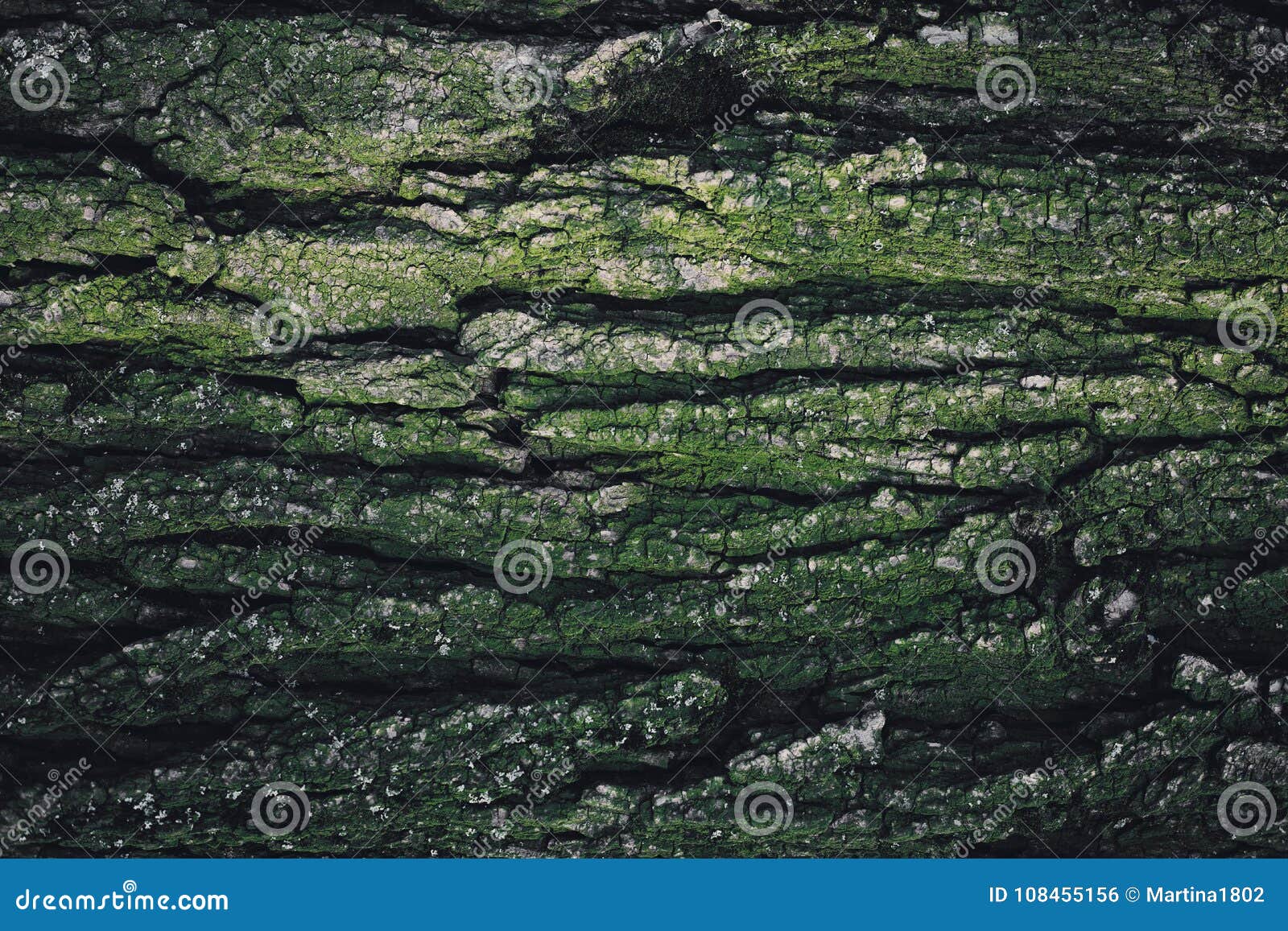 Old rough wood texture stock photo. Image of forest - 108455156