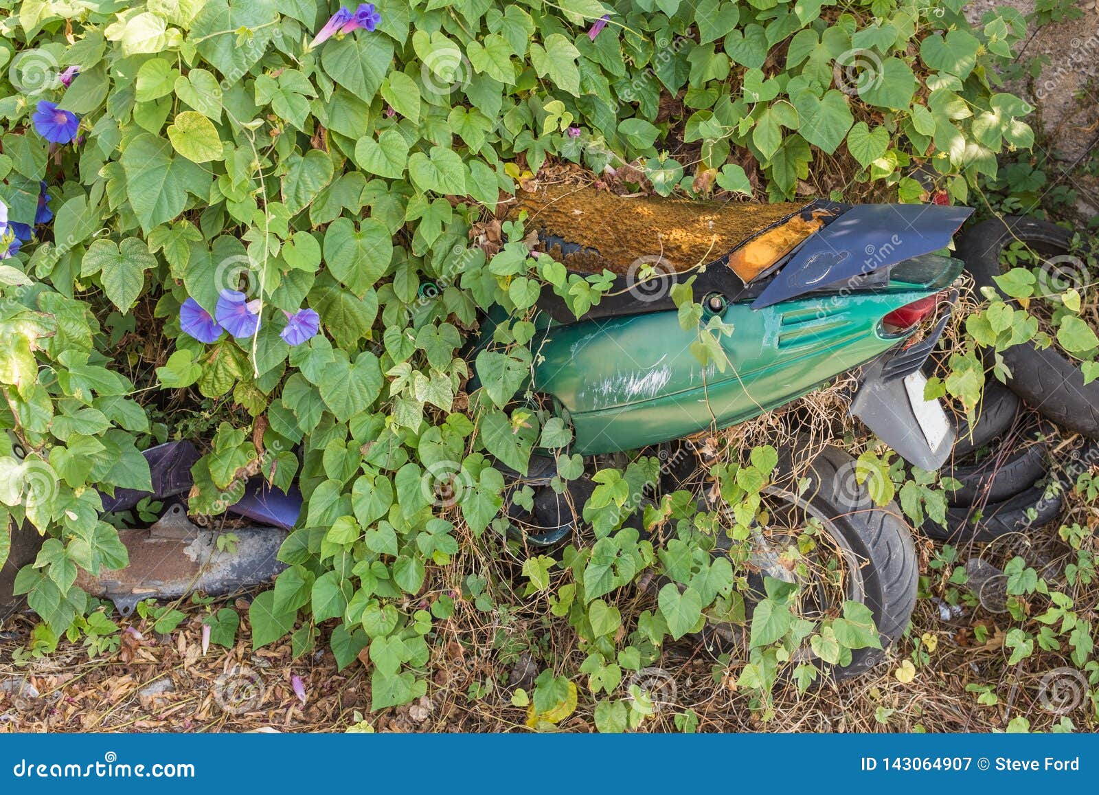An Old Green Rusting Moped is Partially Buried by Bright Green Foliage ...