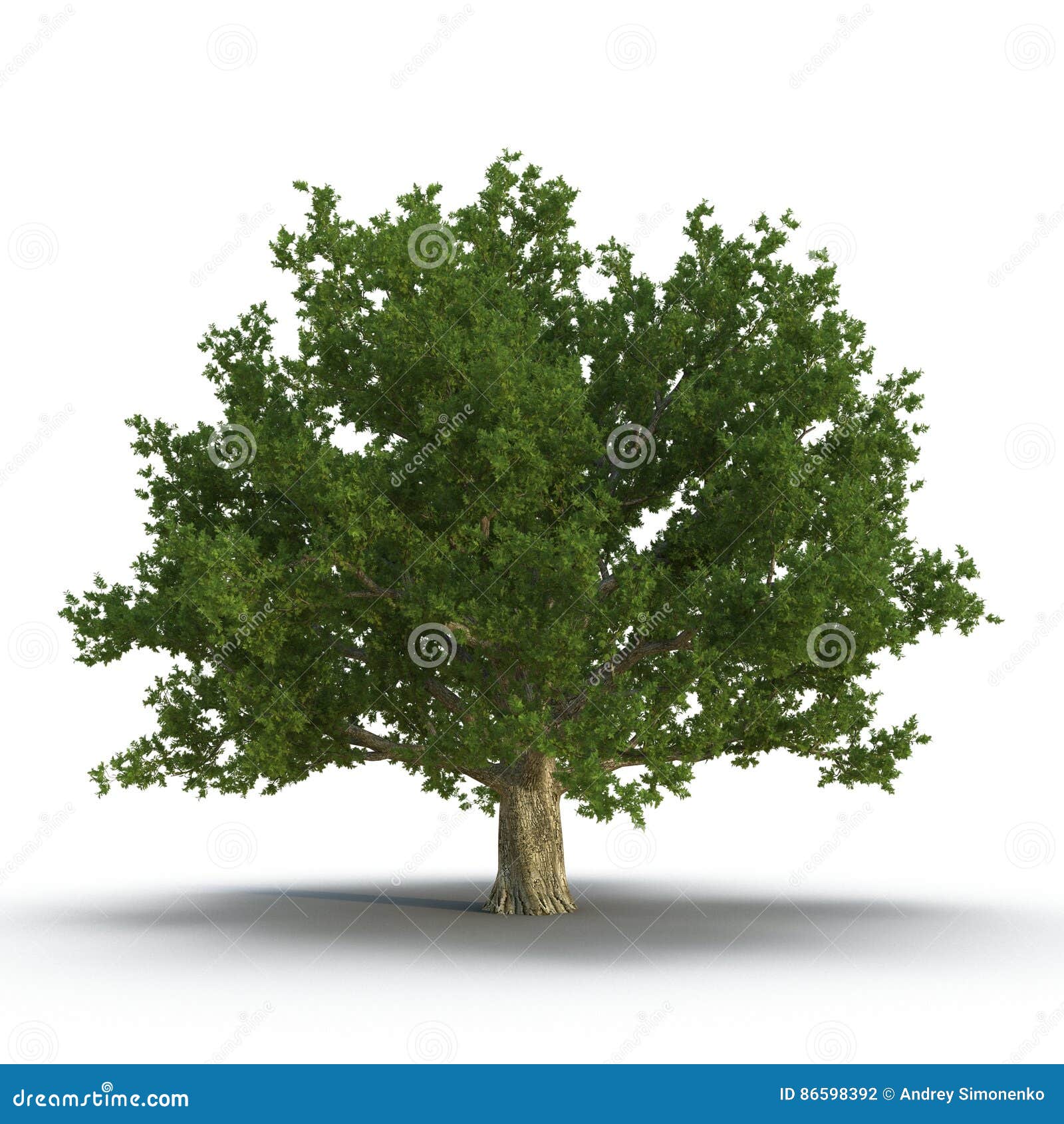 Old Green Summer Old Maple Tree Isolated on White. 3D Illustration ...