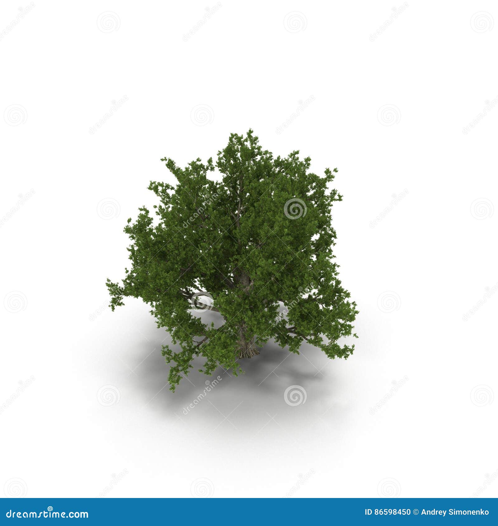 Old Green Summer Old Maple Tree Isolated on White. 3D Illustration ...