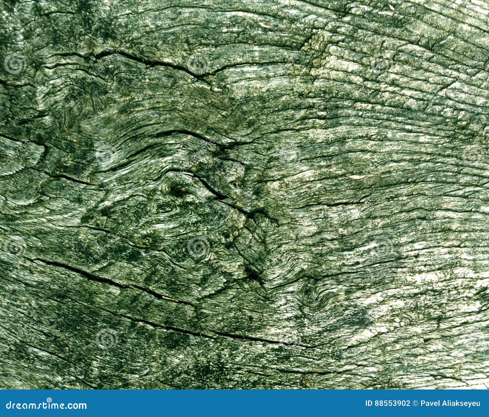 Old Green Toned Tree Cut Texture. Stock Photo - Image of slice, annual ...