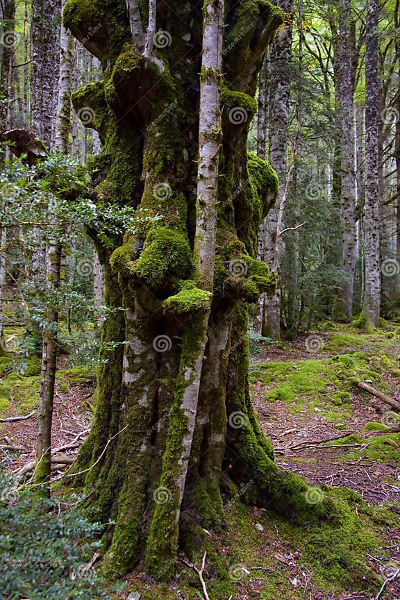 Old green tree stock photo. Image of trail, trunk, nature - 13438364