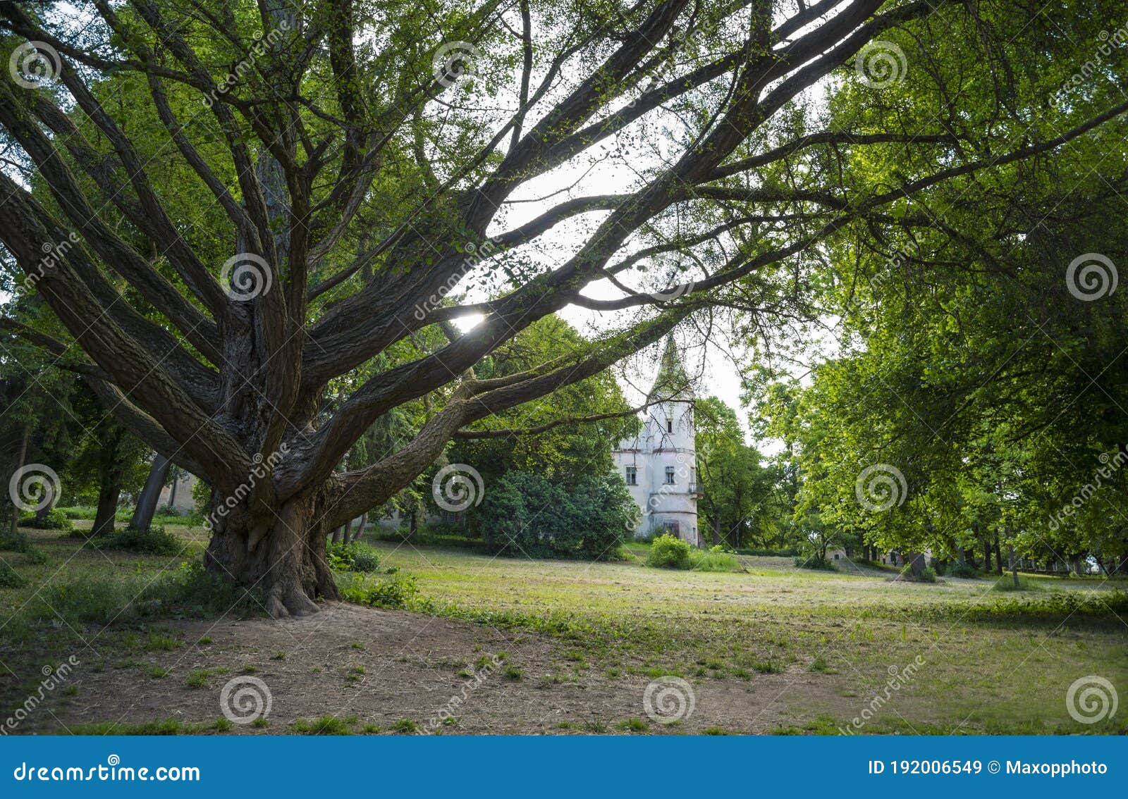 Old Green Tree and Abandoned Castle Stock Image - Image of green ...