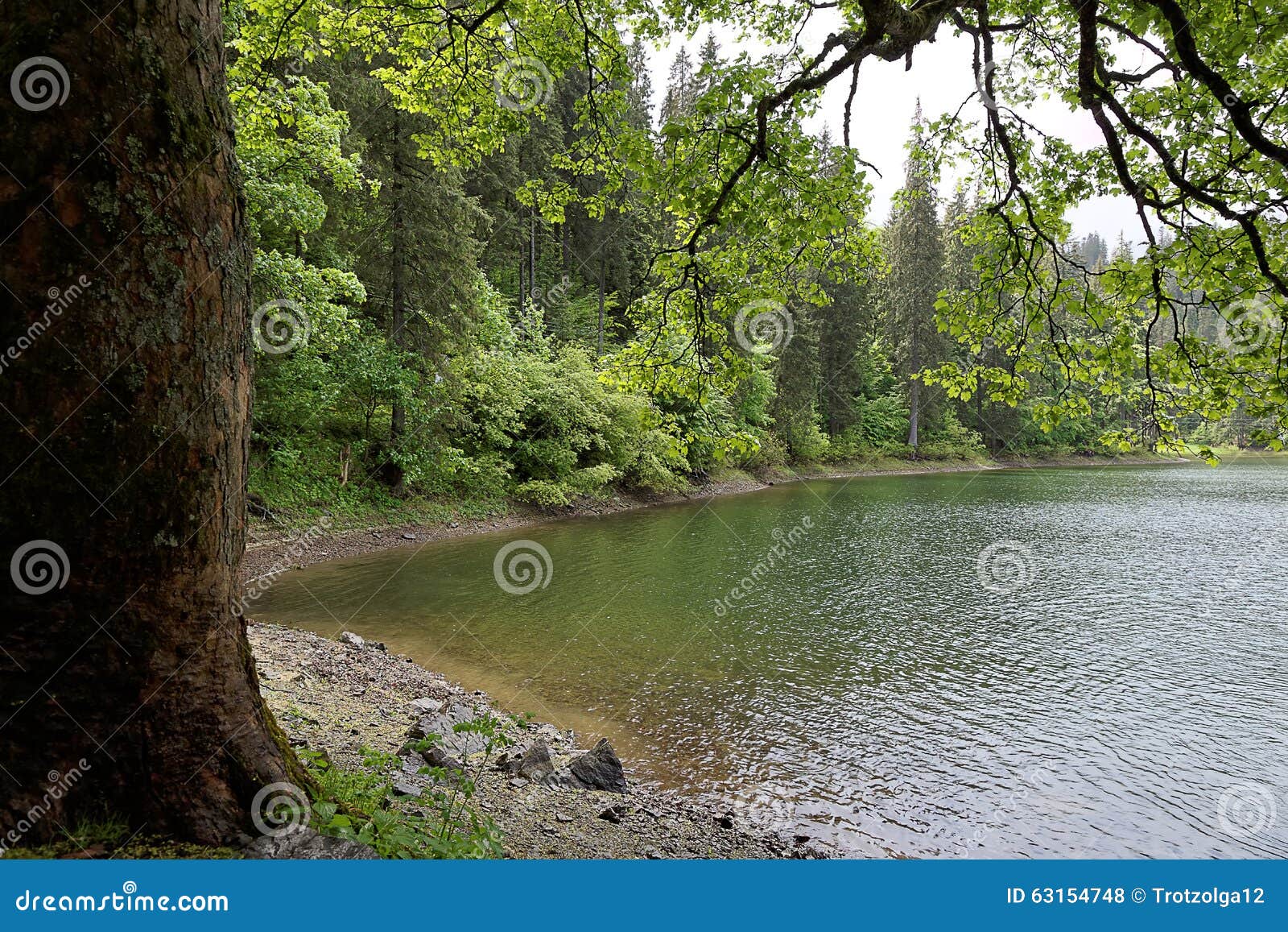 Old Green Tree on the Bank of a Mountain Forest Lake Stock Photo ...