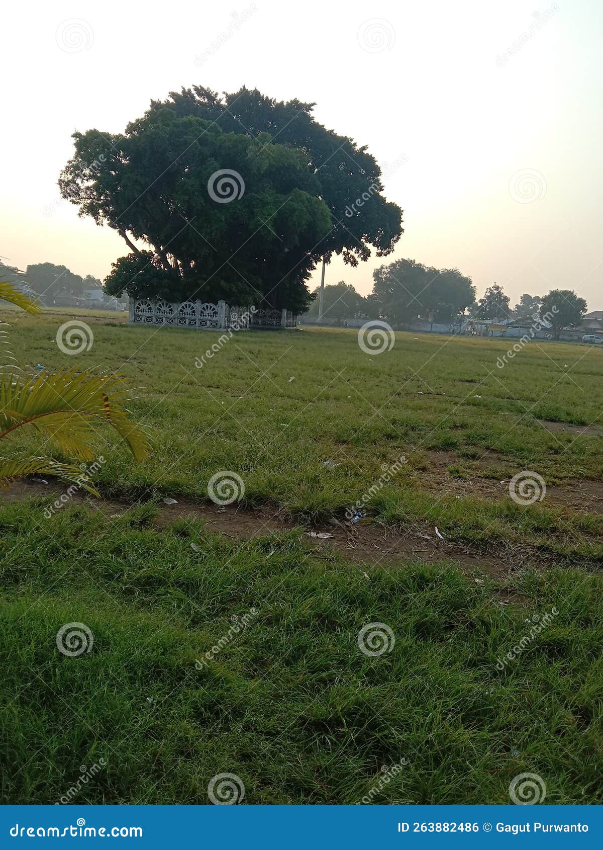 Old Green Tree grass quite stock photo. Image of green - 263882486