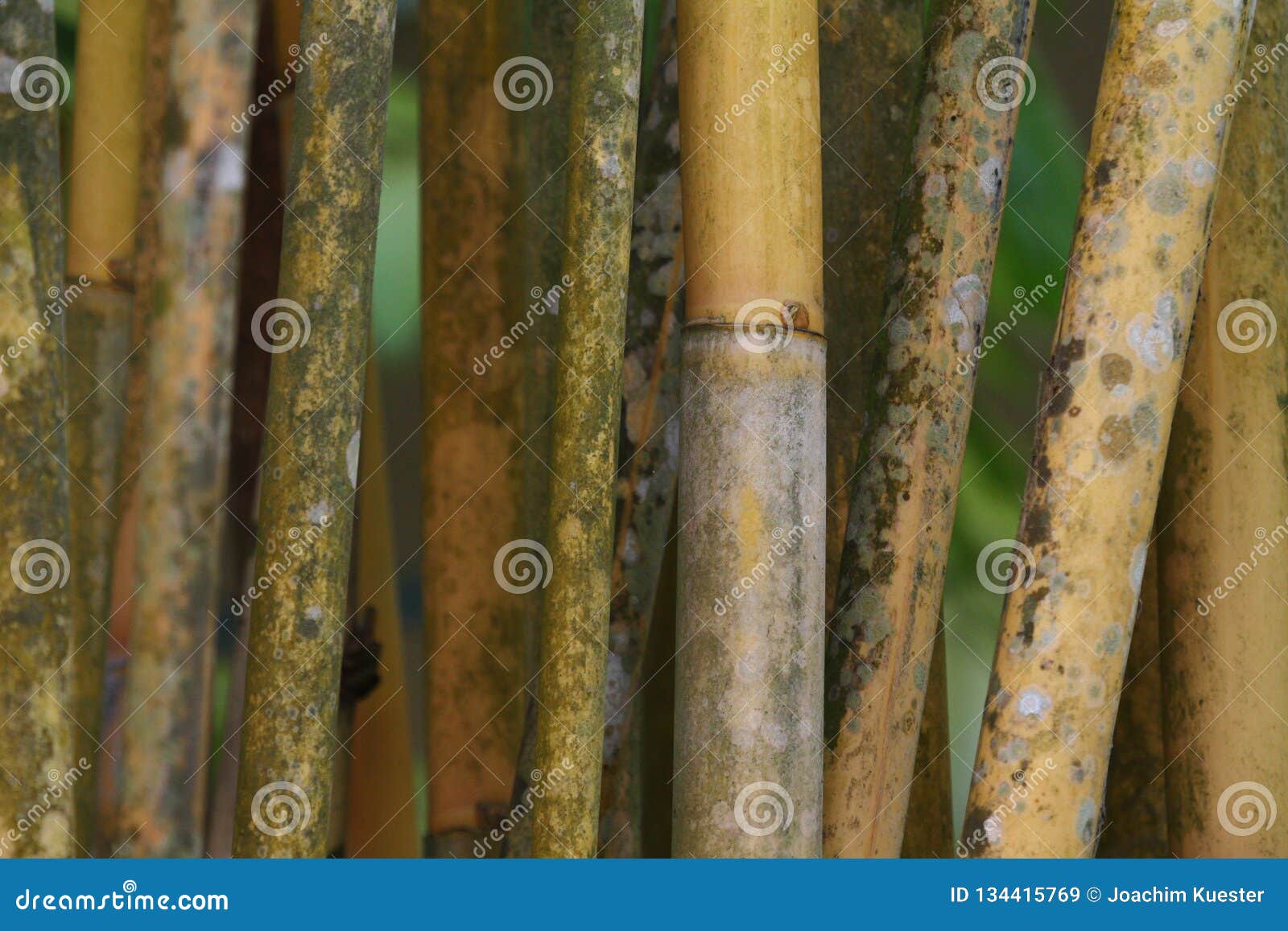 Parallel Green and Yellow Bamboo Trunks Stock Image - Image of ...