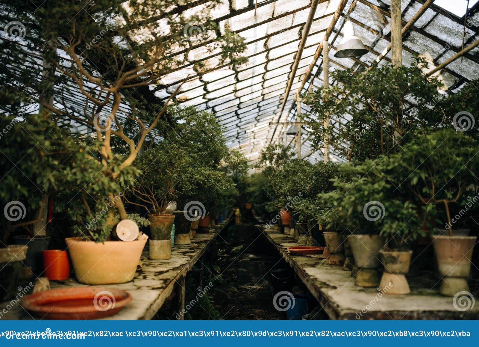 Old Greenhouse for Growing Plants Stock Photo - Image of design, leaf ...