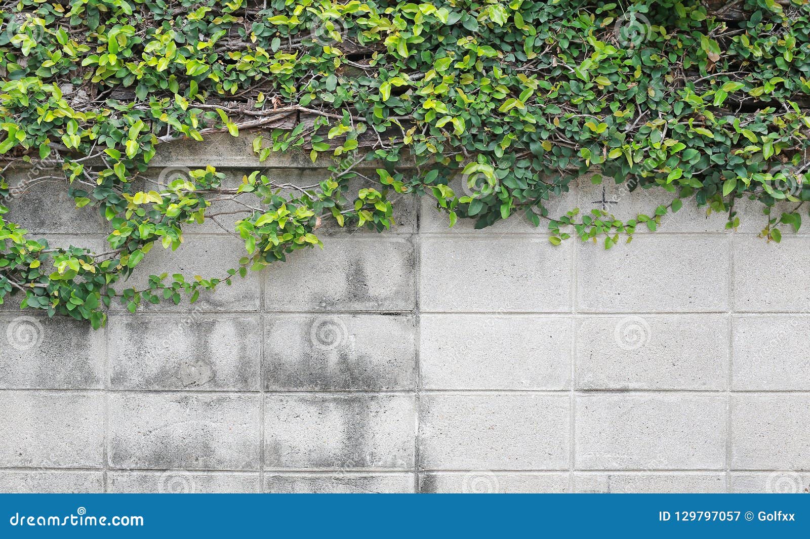 Old Grey Block Wall.Branches of Trees on Brick Walls Stock Image ...