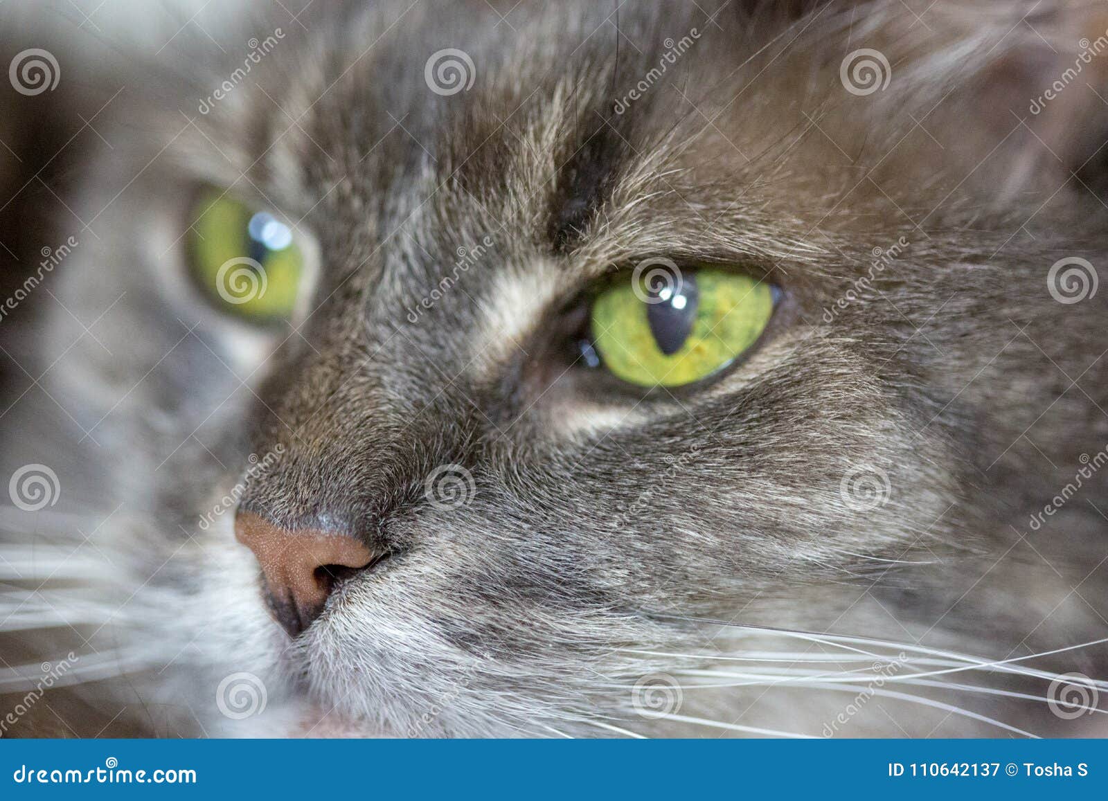 Old Grey Cat with Green Eyes in Macro Stock Image - Image of looking ...