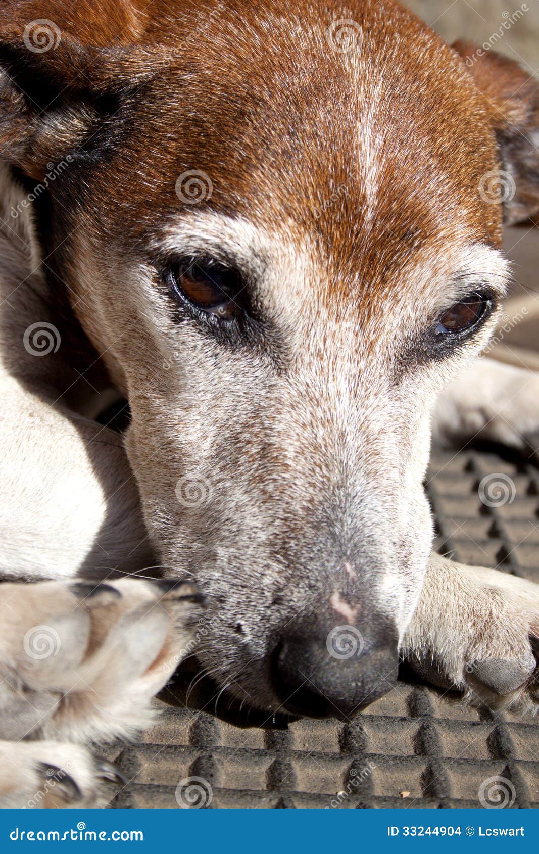 Old Grey Jack Russell stock photo. Image of head, disconsolate - 33244904