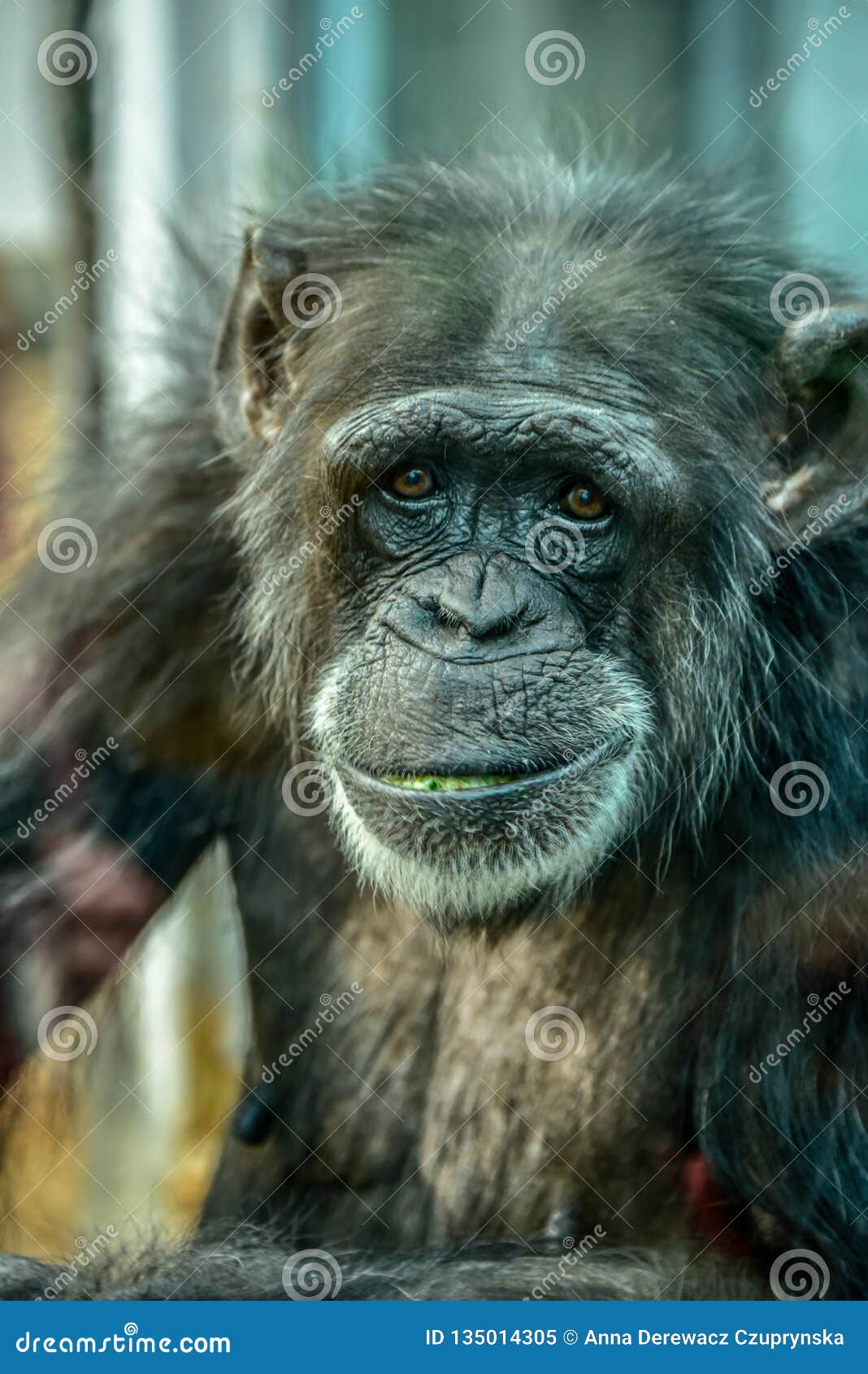 Old Grey Monkey Colchester Zoo in the UK Stock Image - Image of ... Old Grey Monkey Colchester Zoo in the UK Stock Image - Image of ...