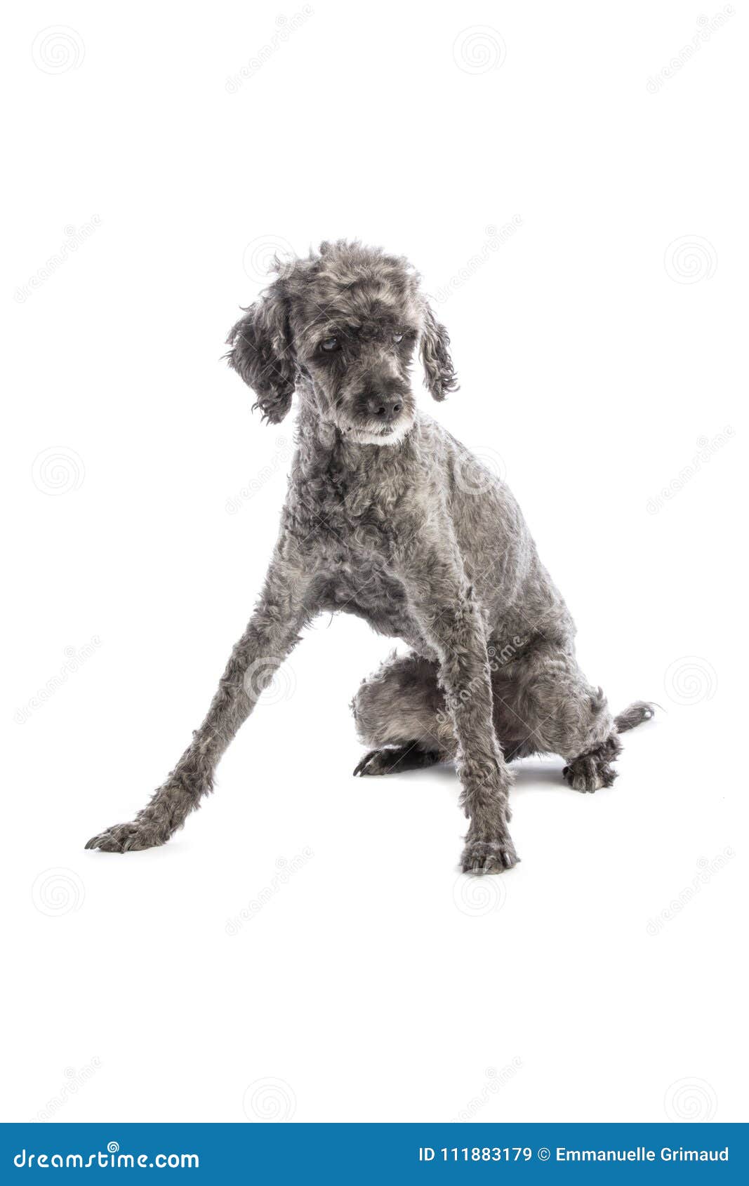 Old dog Poodle sitting stock image. Image of mammal - 111883179