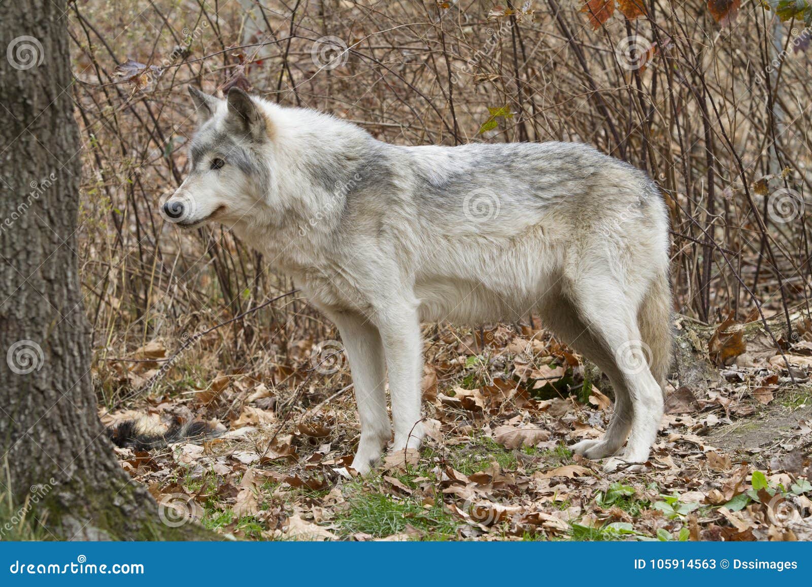 Old Grey Wolf Regal Profile Stock Image - Image of wildlife, regal ...