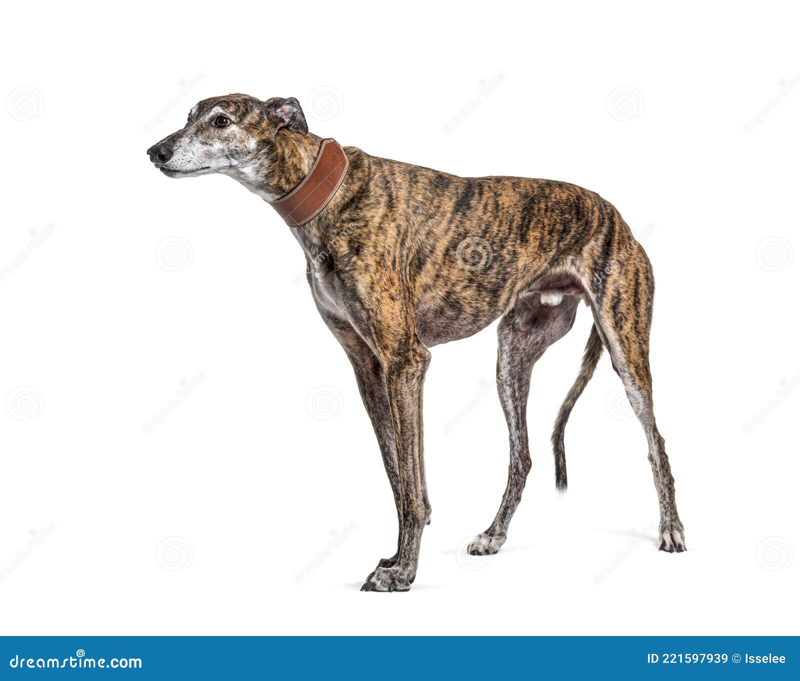 Old Greying Brown Greyhound Stock Image - Image of isolated, aged ...