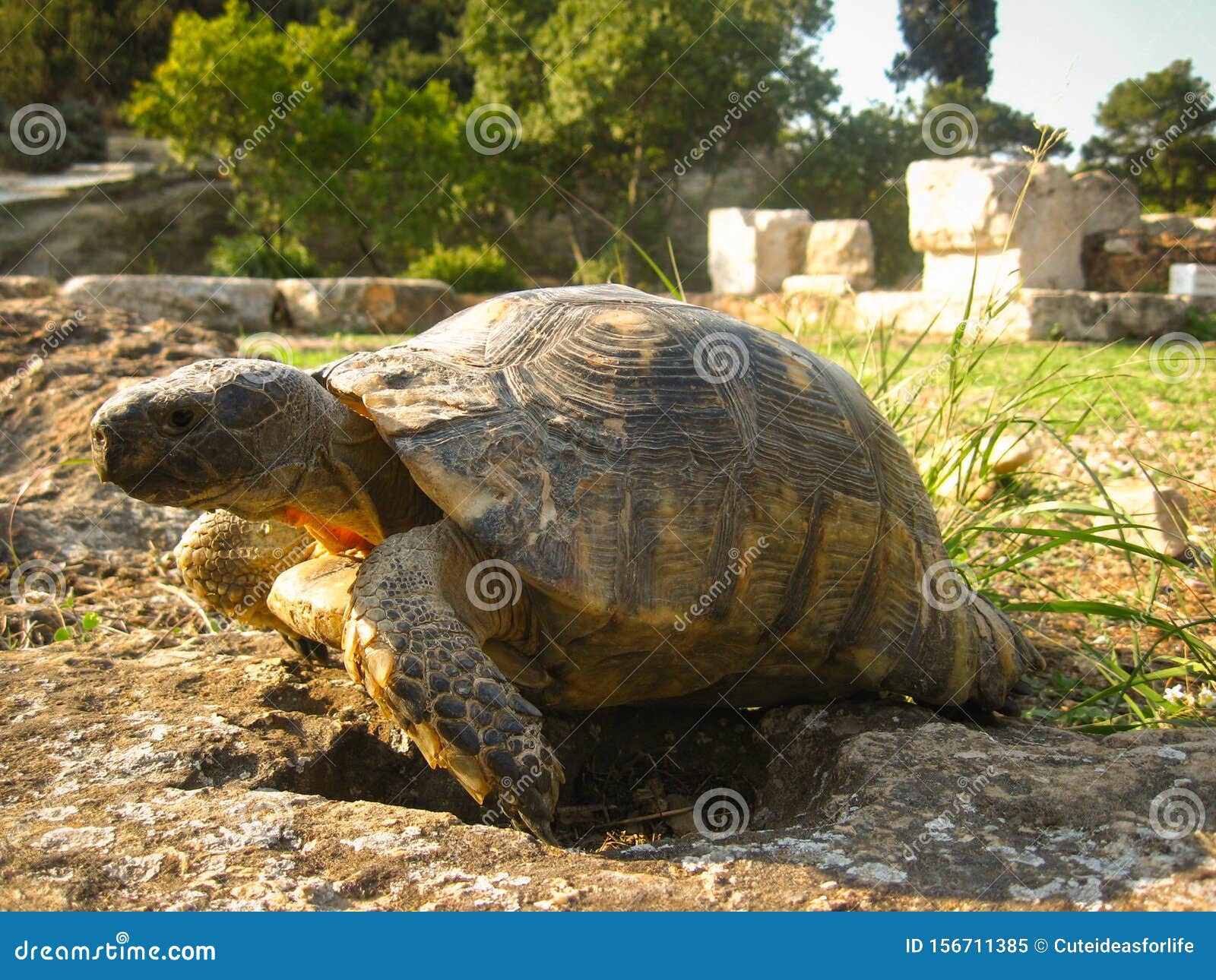 Old Ground Turtle in the Sunset, Against the Backdrop of Ancient Ruins ...